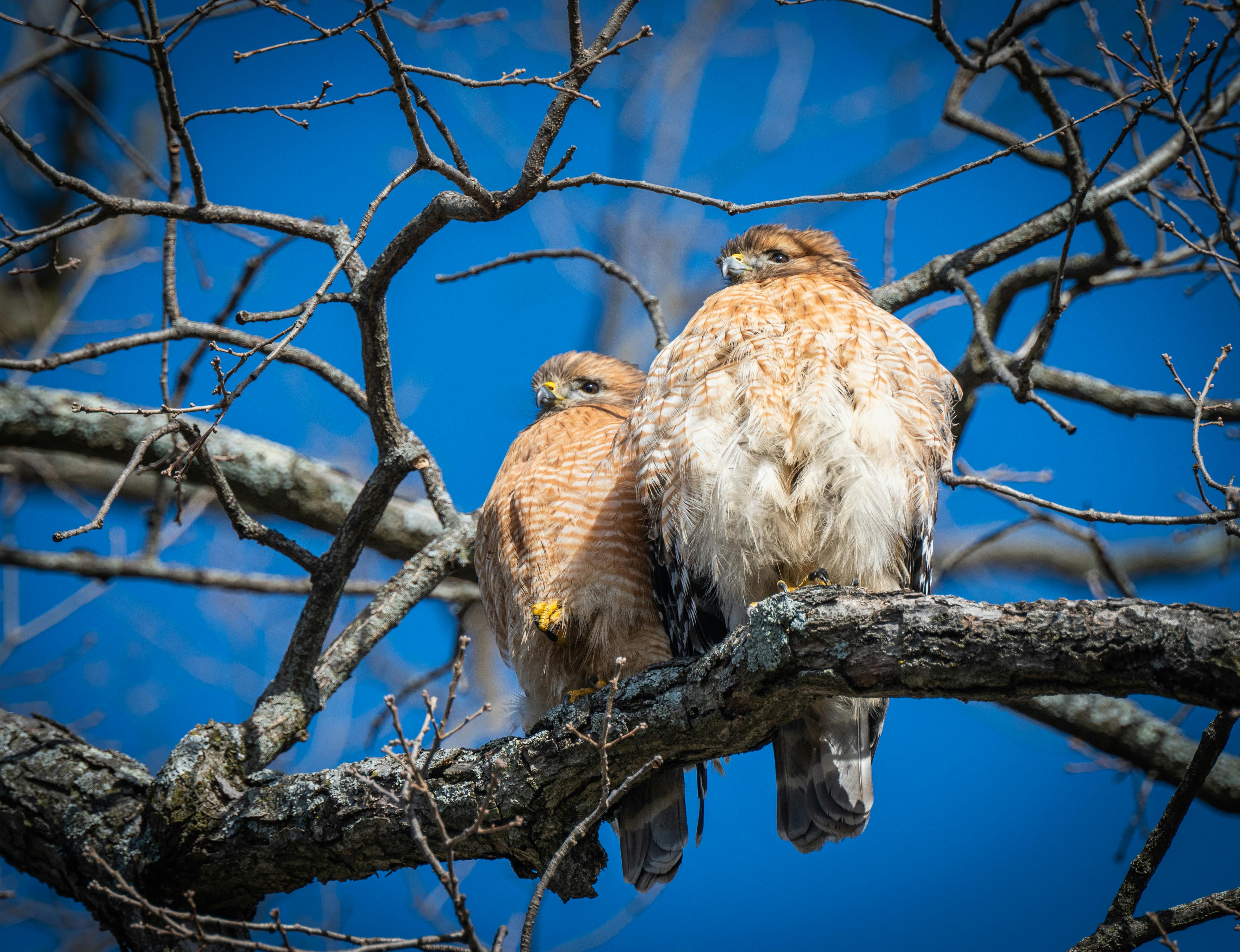 Pair of Red-Shouldered Hawks on Branch · Free Stock Photo