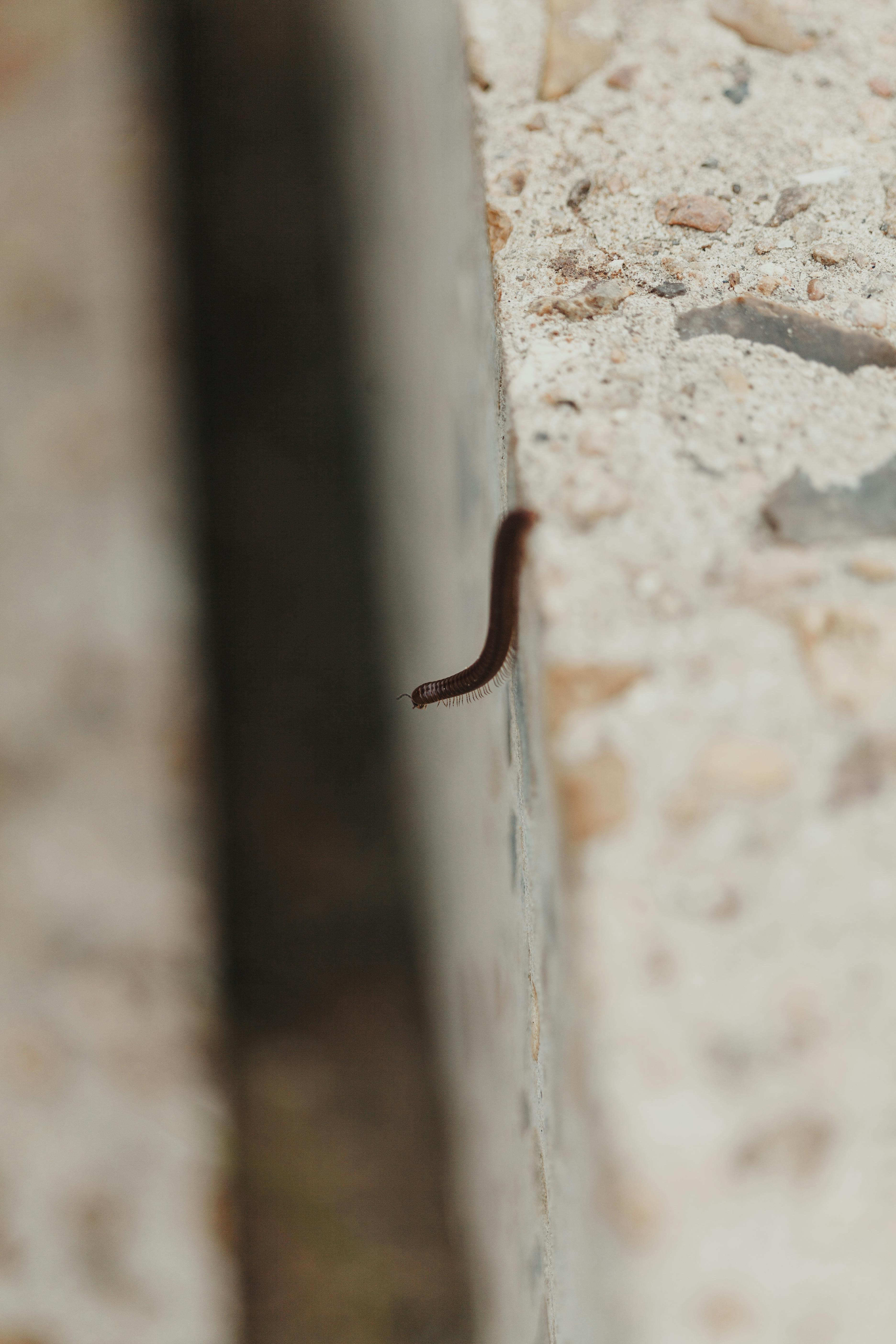 Shell Structure Bivalves Photos, Download The BEST Free Shell Structure ...