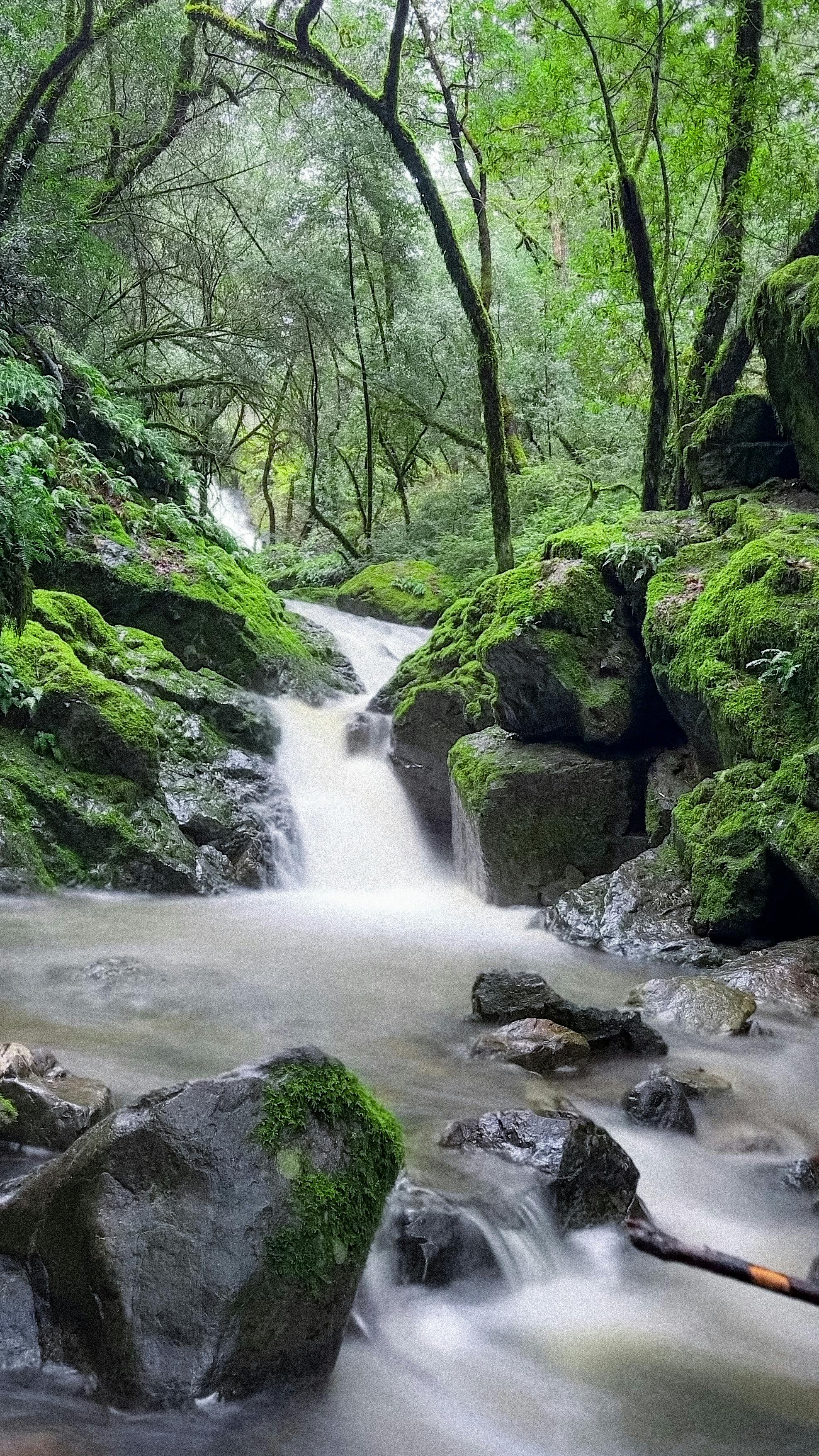 Nature Forest Refreshing Photos, Download The BEST Free Nature Forest ...