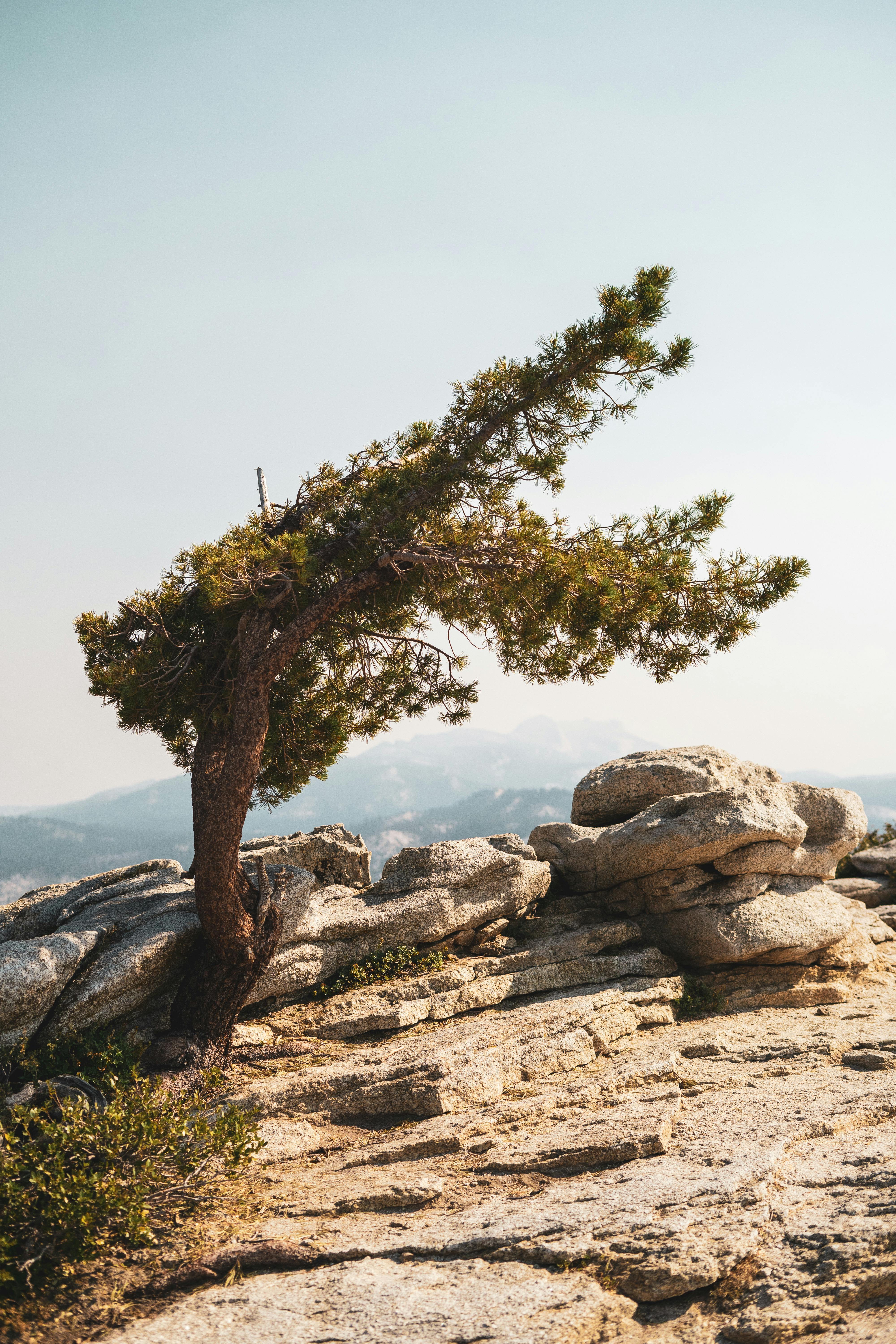 Windswept Tree in Yosemite National Park · Free Stock Photo