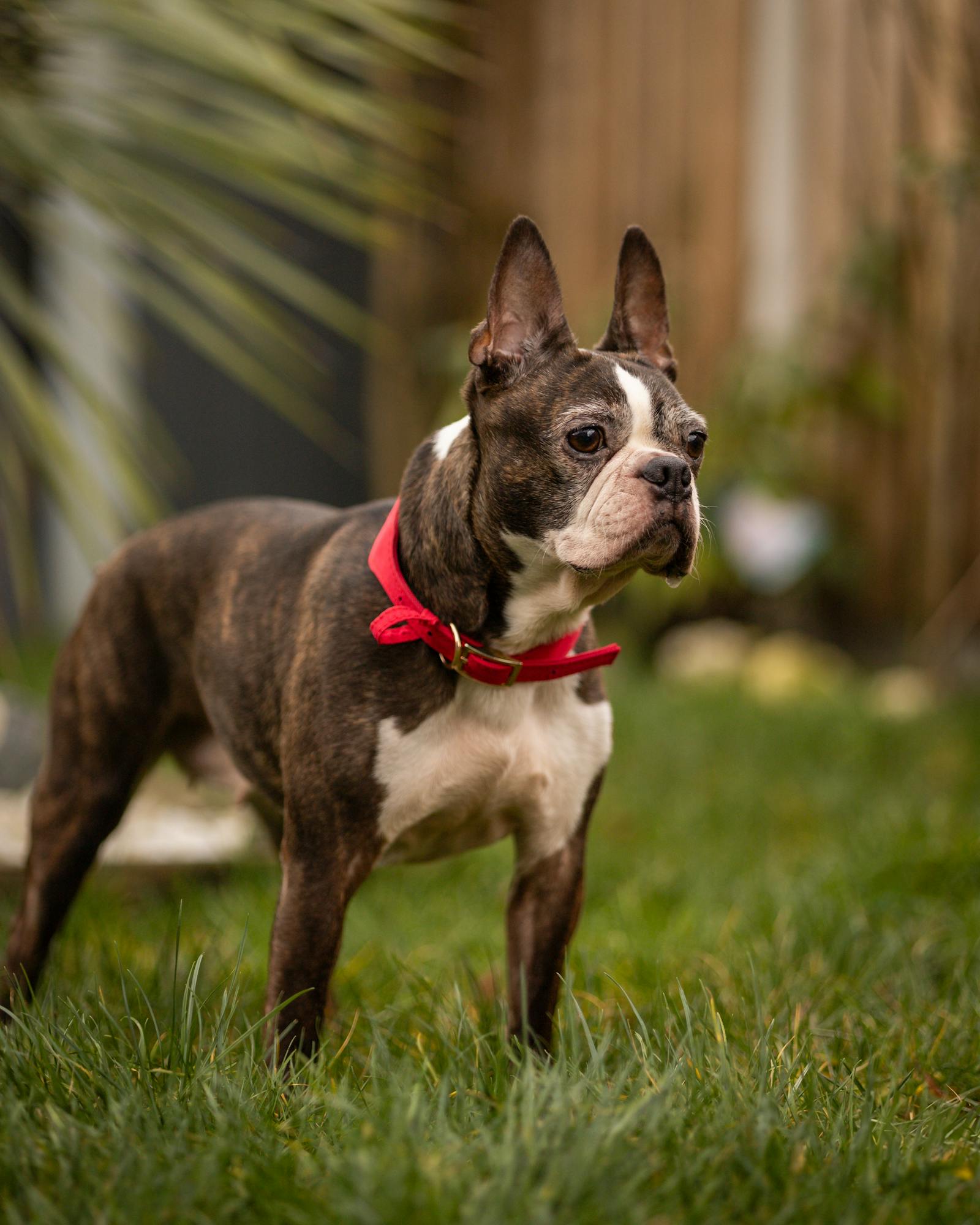 Pic Of A Dog Photos, Download The BEST Free Pic Of A Dog Stock Photos ...