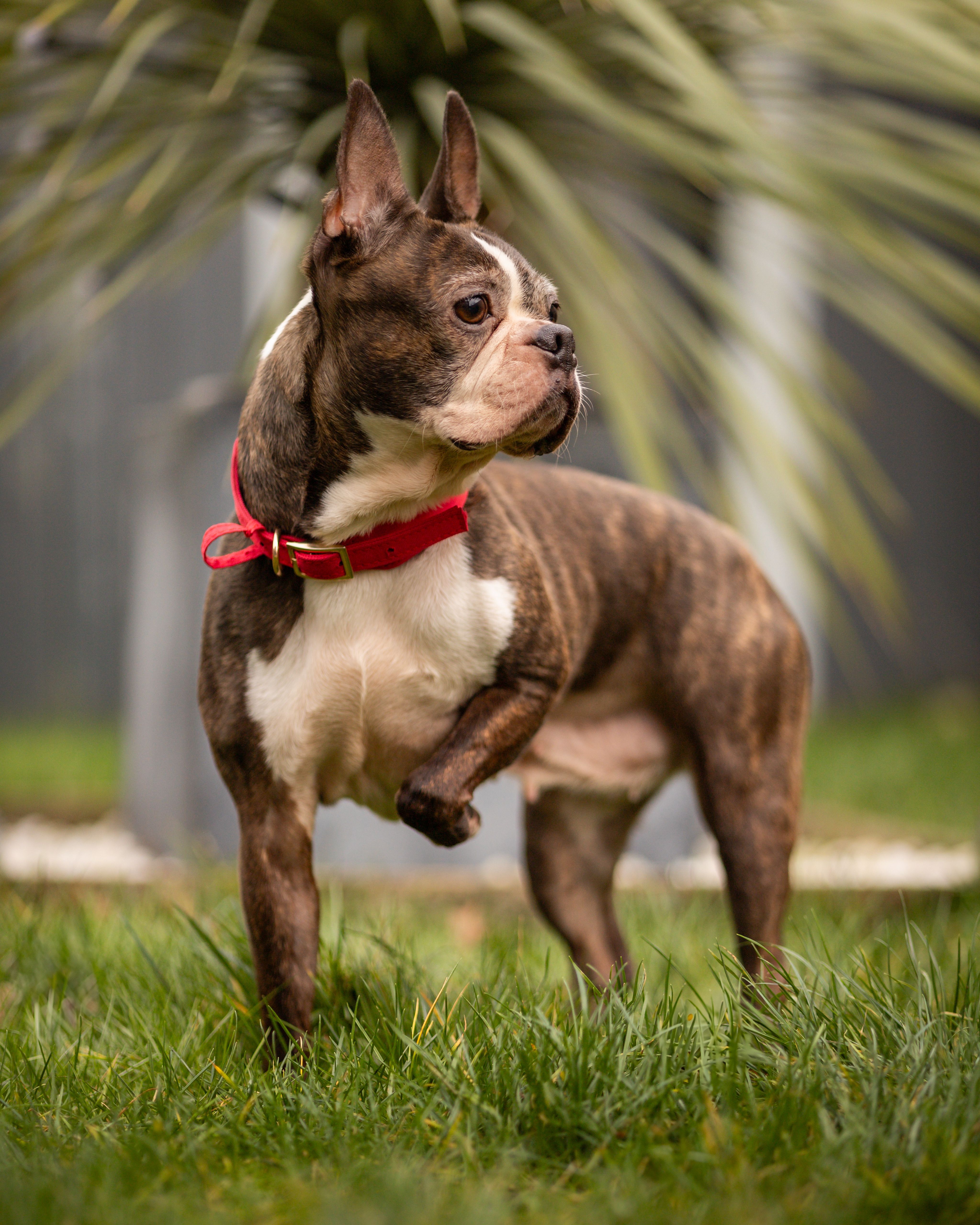 Confident Boston Terrier Standing in Lush Garden · Free Stock Photo