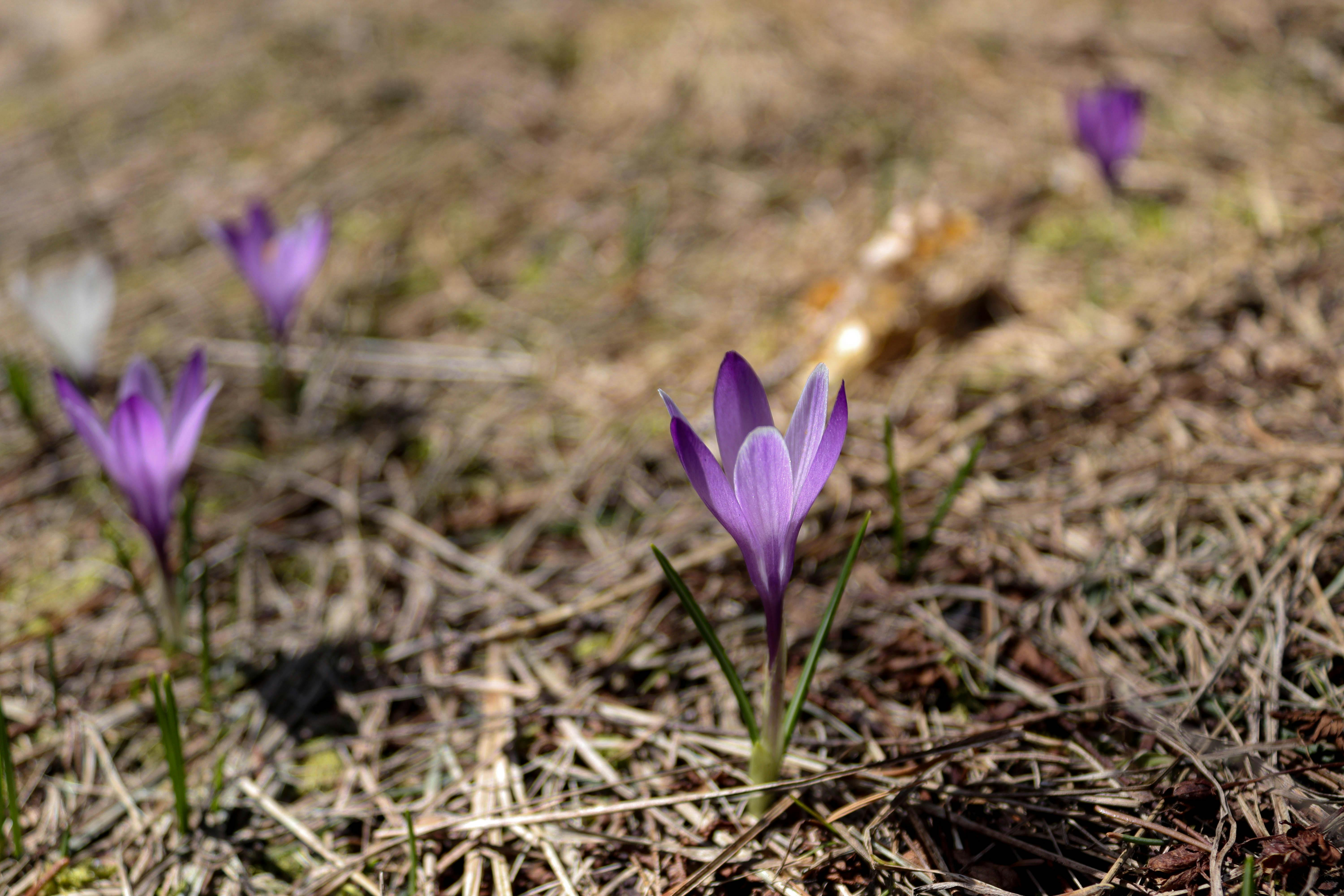 Purple Crocus Bloom in Early Spring Meadow · Free Stock Photo
