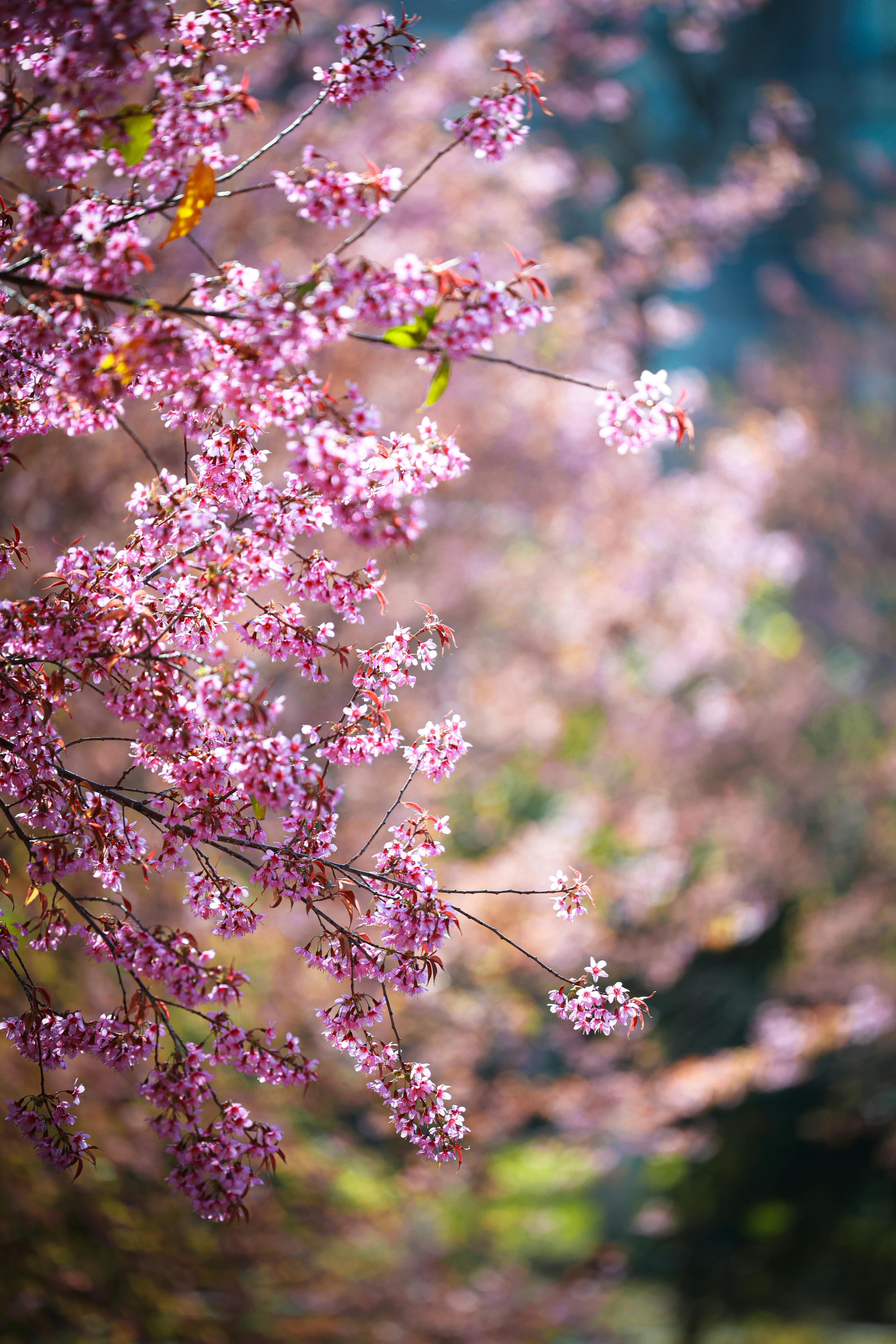 Springtime Cherry Blossoms in Bloom · Free Stock Photo