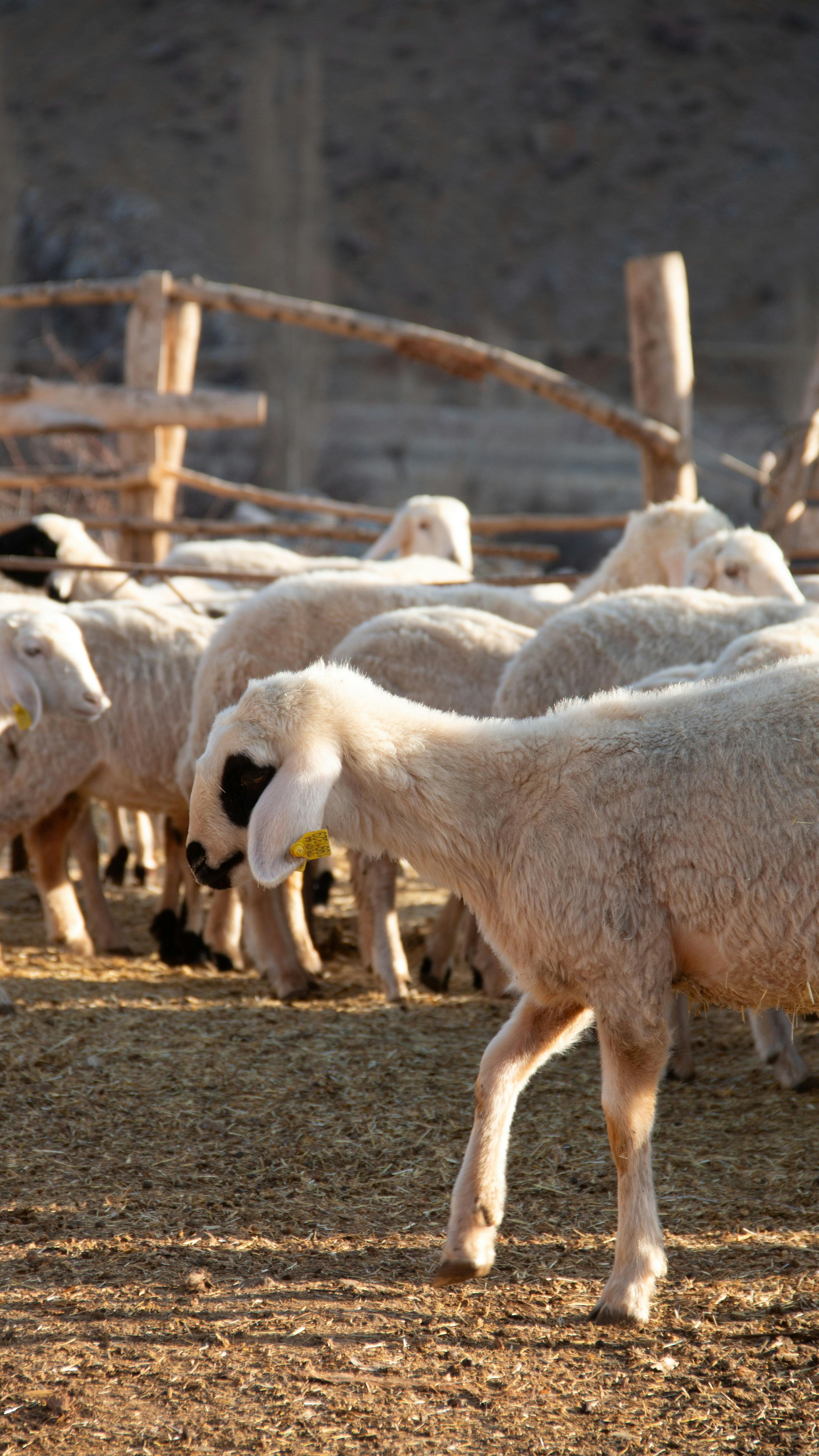 Shepherd Photos, Download The BEST Free Shepherd Stock Photos & HD Images