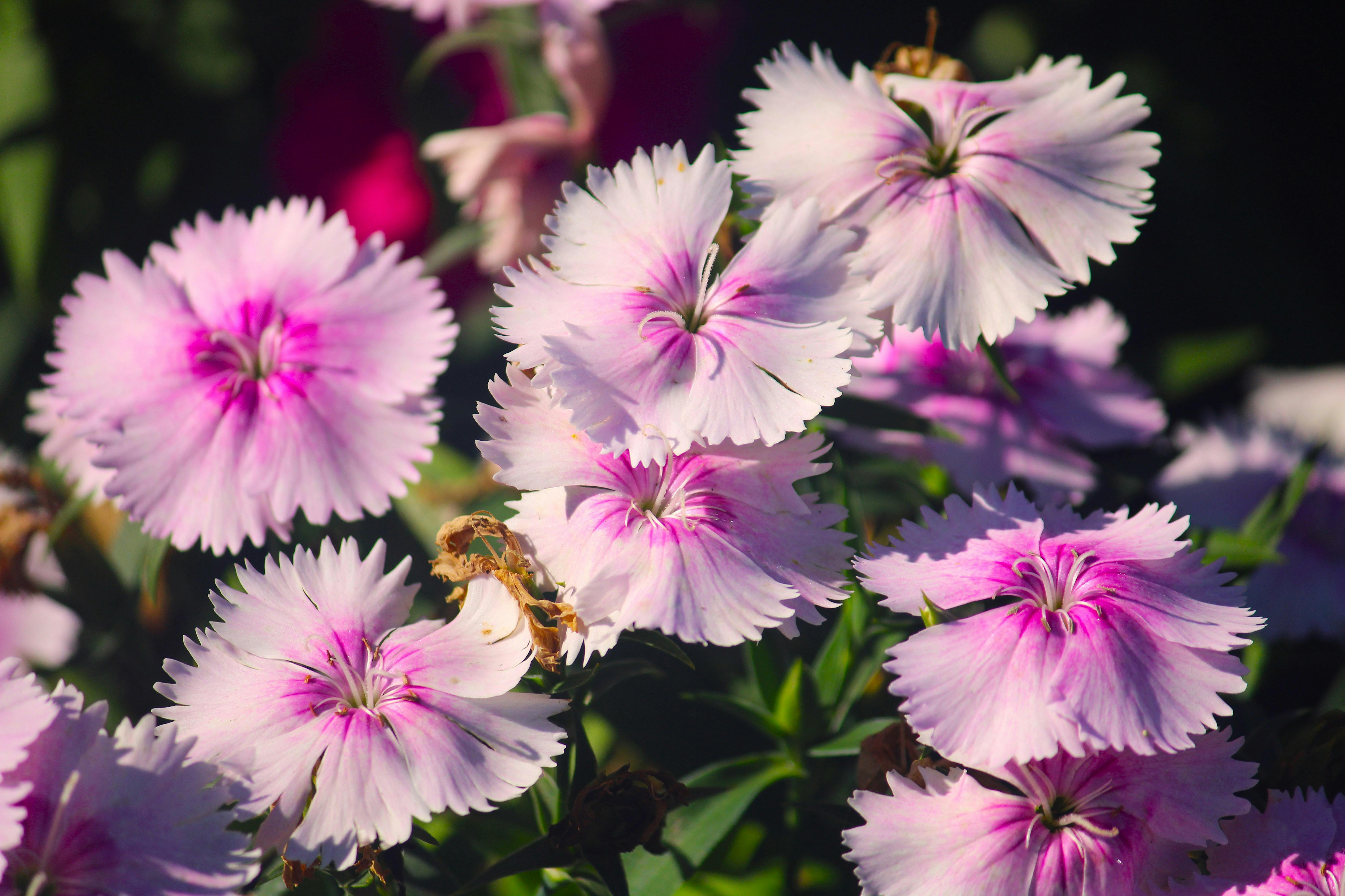 Vibrant Pink and White Dianthus Flowers in Bloom · Free Stock Photo