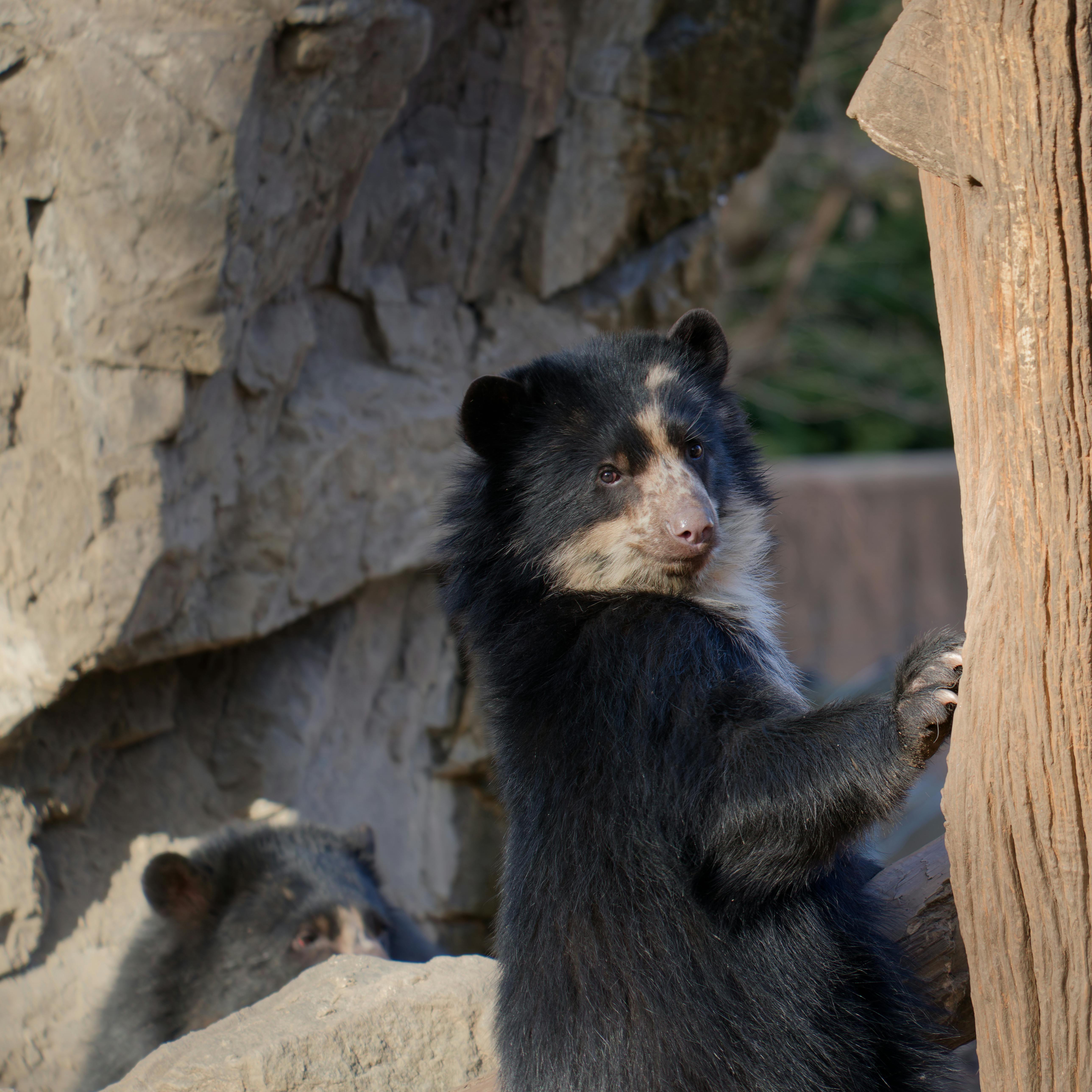 Roaming Bear Photos, Download The BEST Free Roaming Bear Stock Photos ...