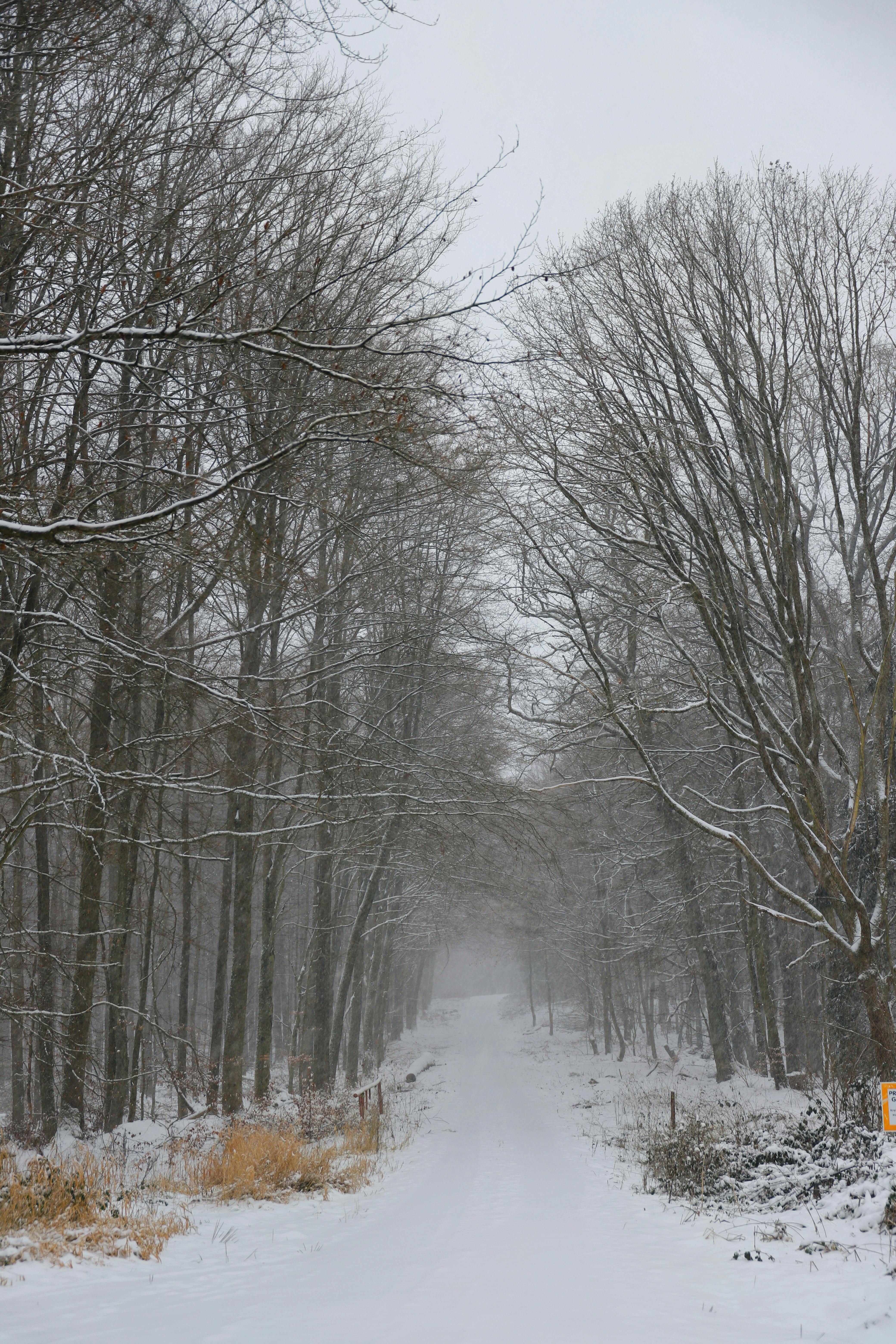 Woman in White Coat and Hat in Forest in Winter · Free Stock Photo