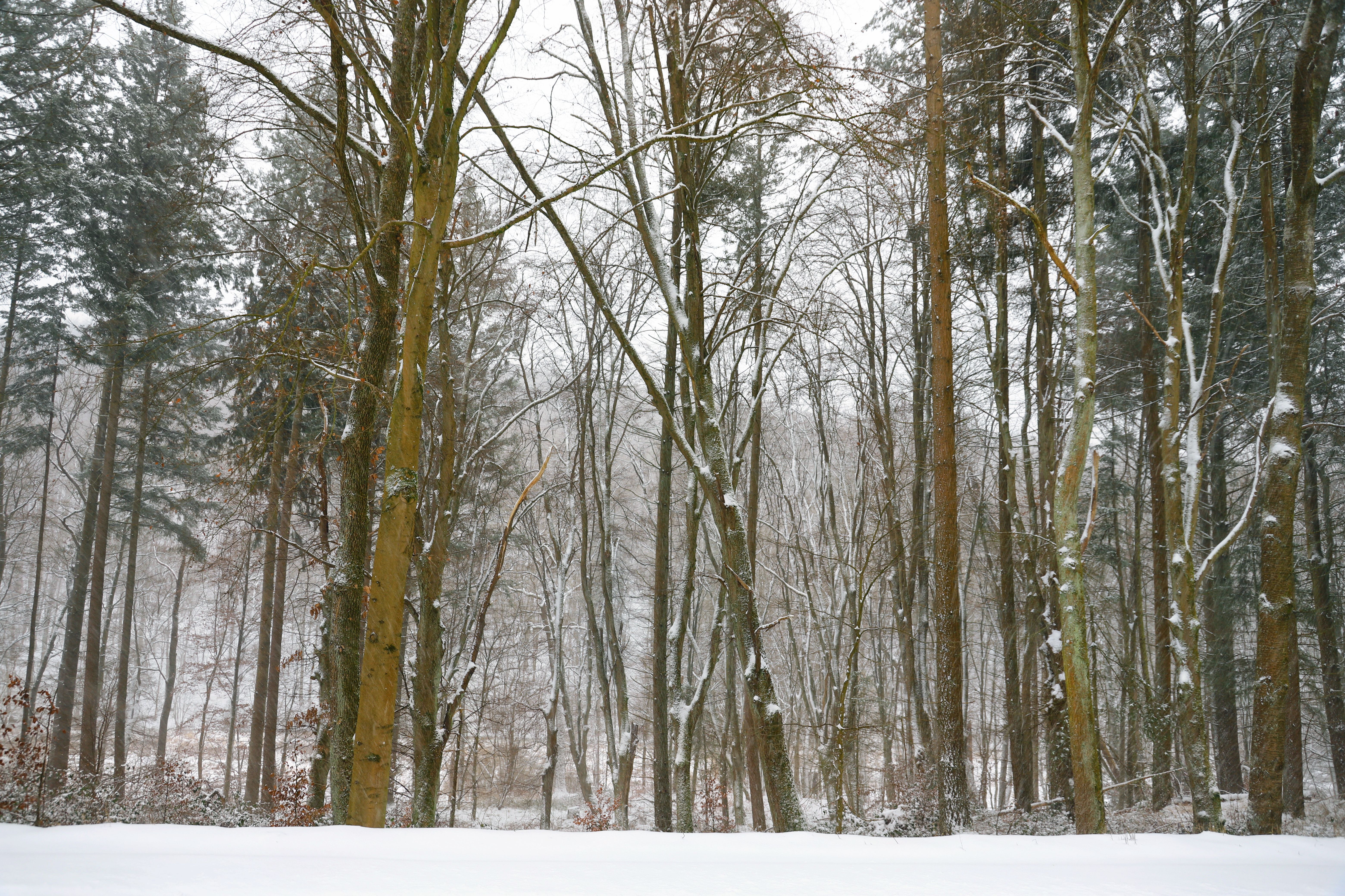 Serene Snow-Covered Winter Forest Scene · Free Stock Photo