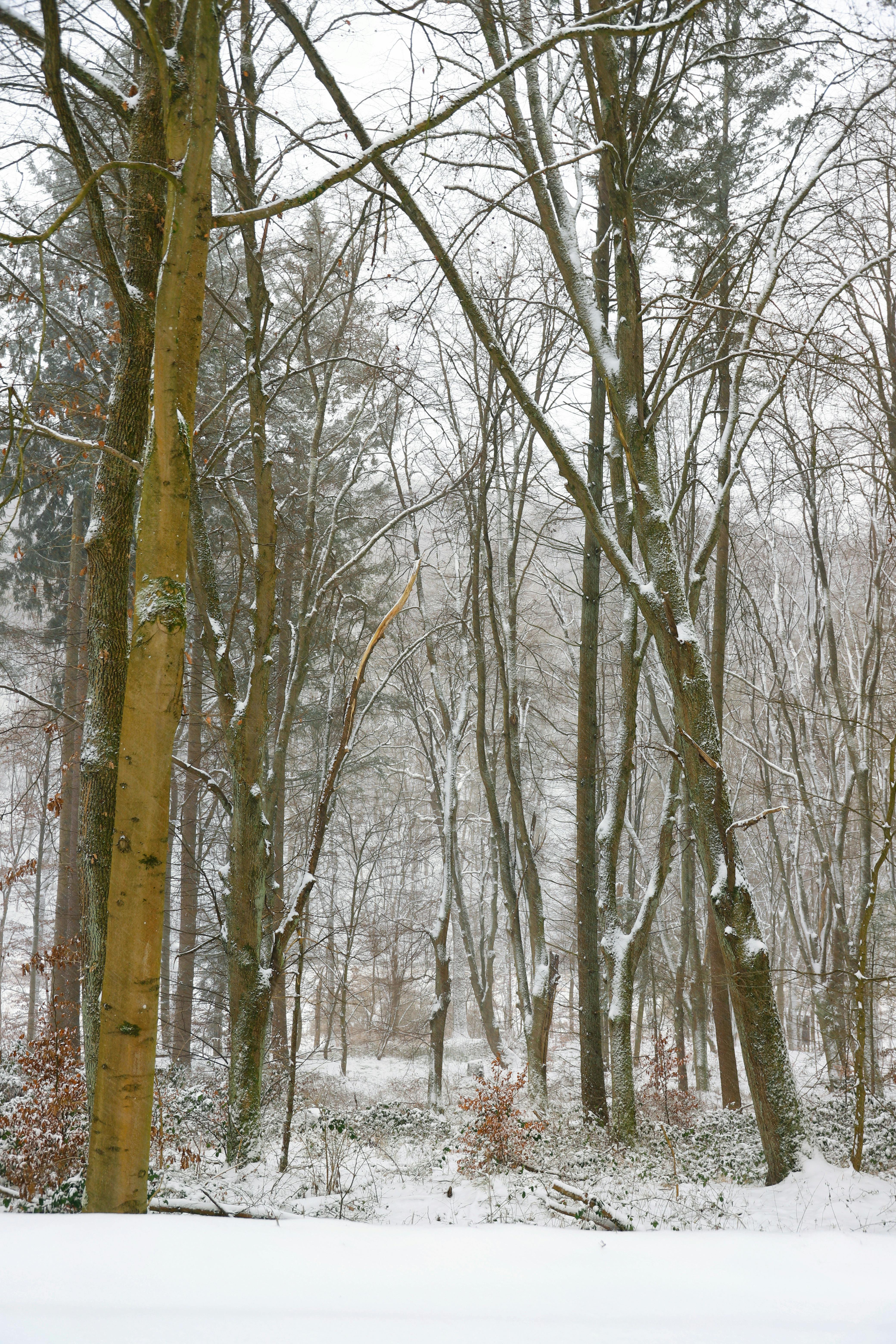 Gray Scale Photo of Trees on Snow · Free Stock Photo