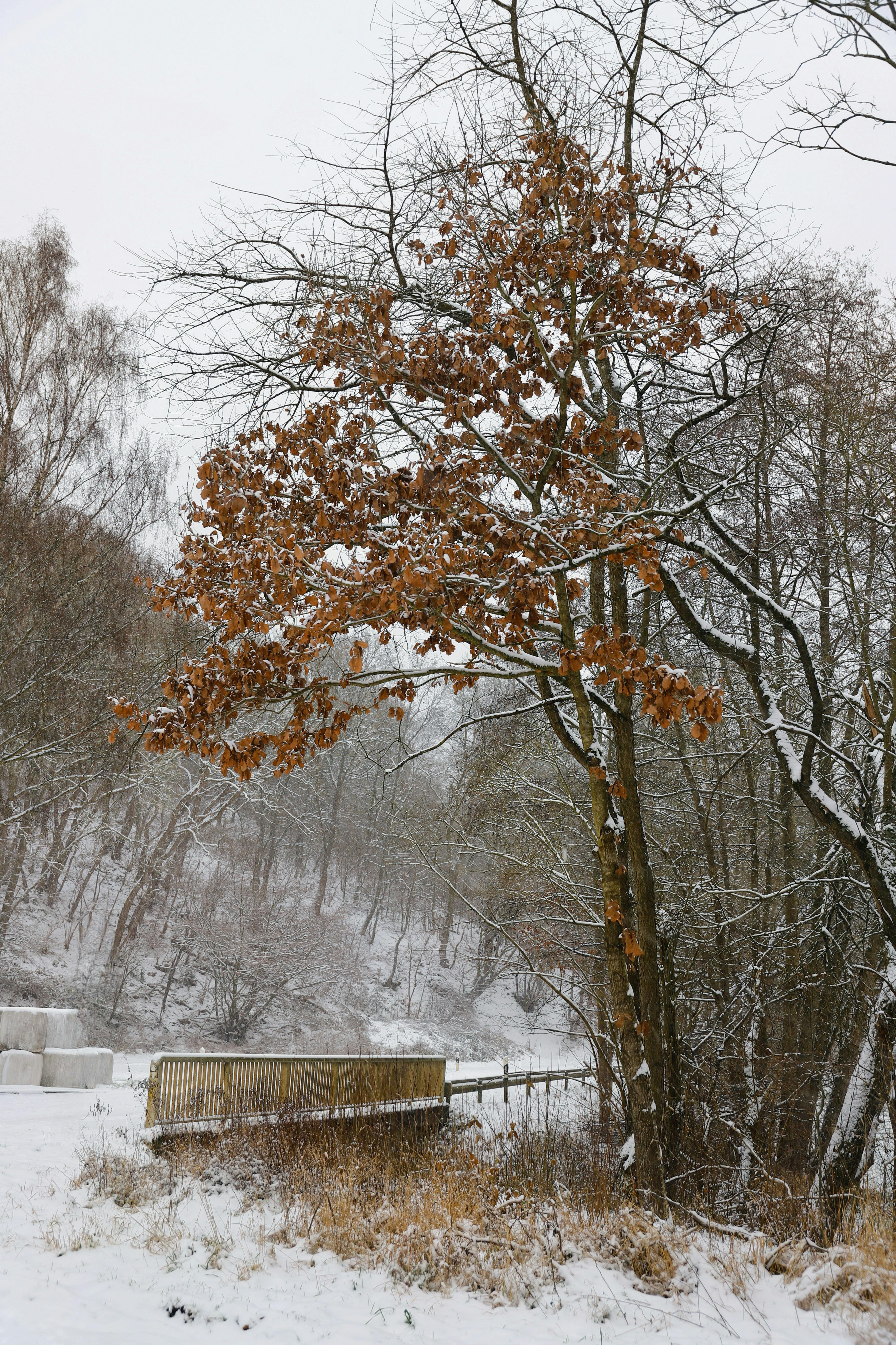 Gray Scale Photo of Trees on Snow · Free Stock Photo