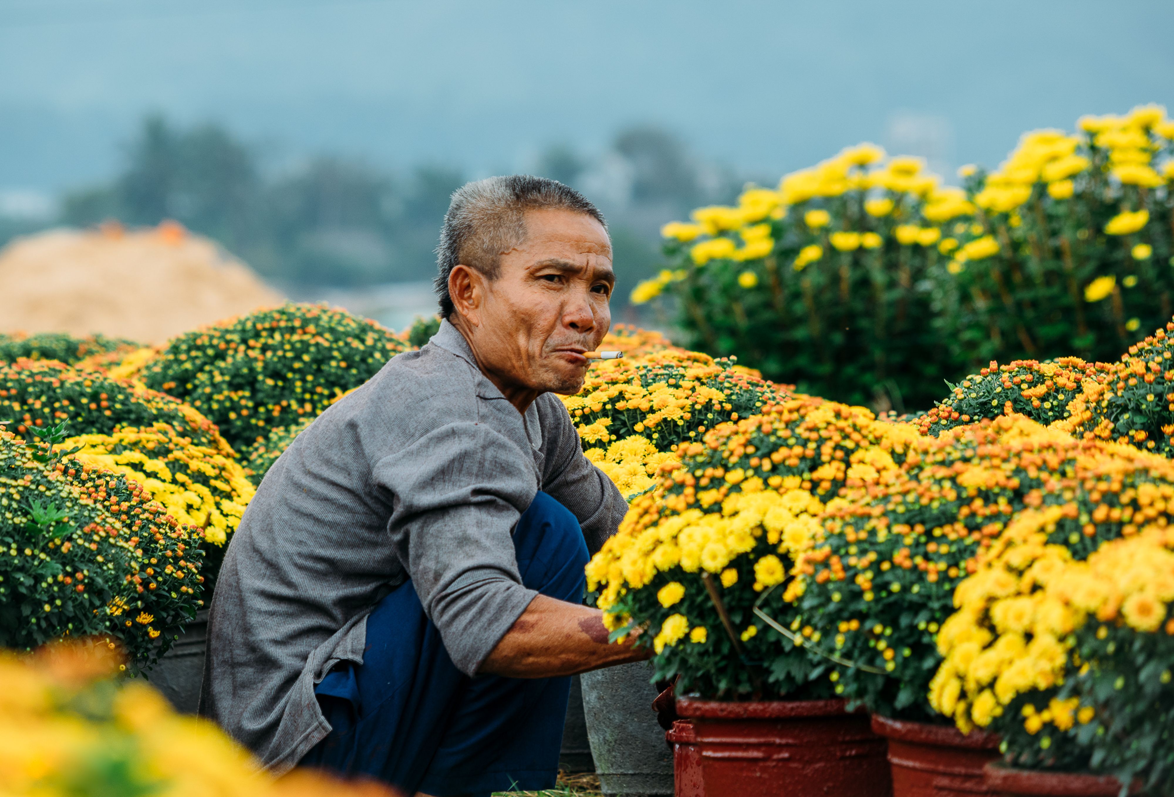 Man Tending Chrysanthemums in Vietnamese Flower Garden · Free Stock Photo