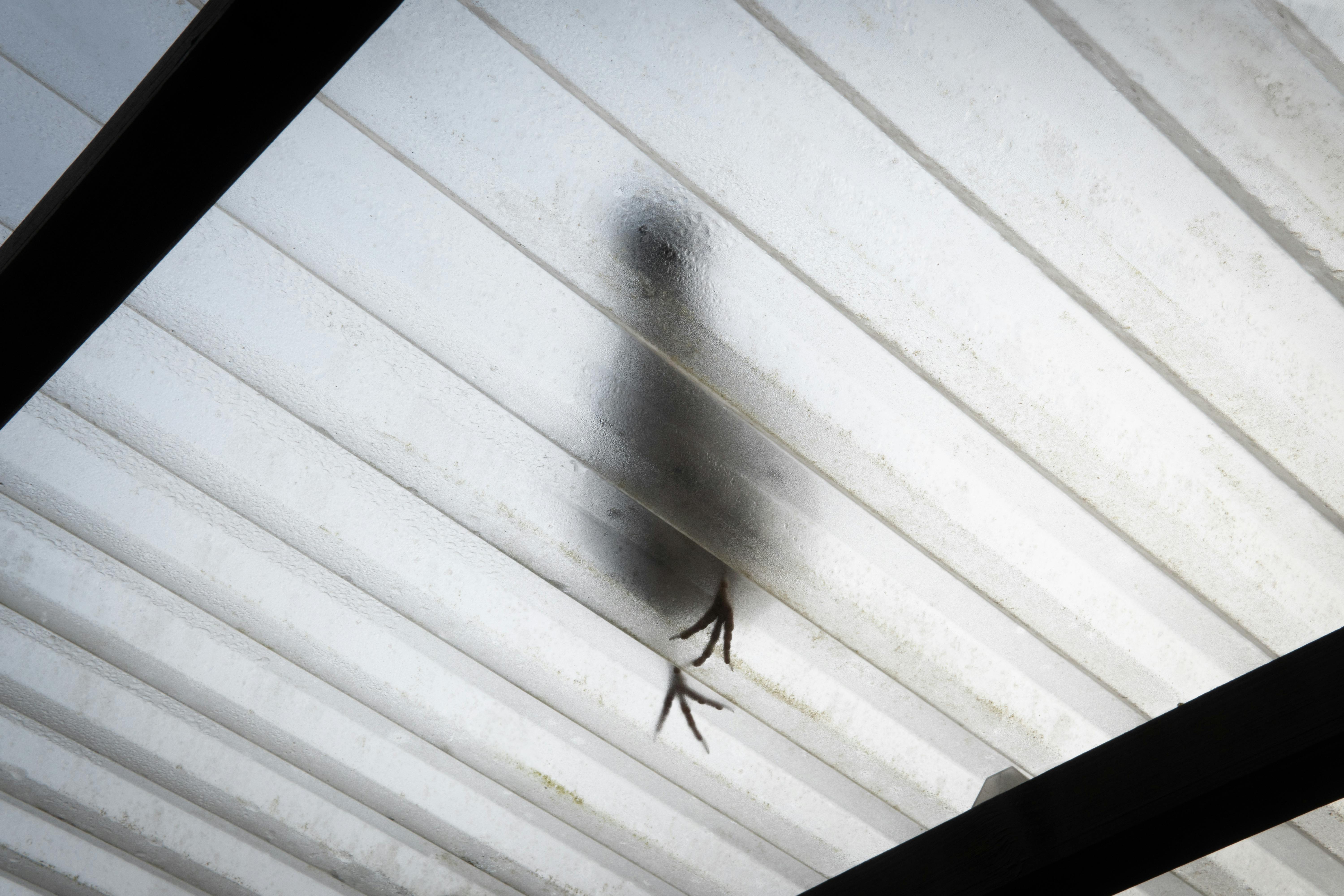 Silhouette of Bird on Translucent Roof · Free Stock Photo