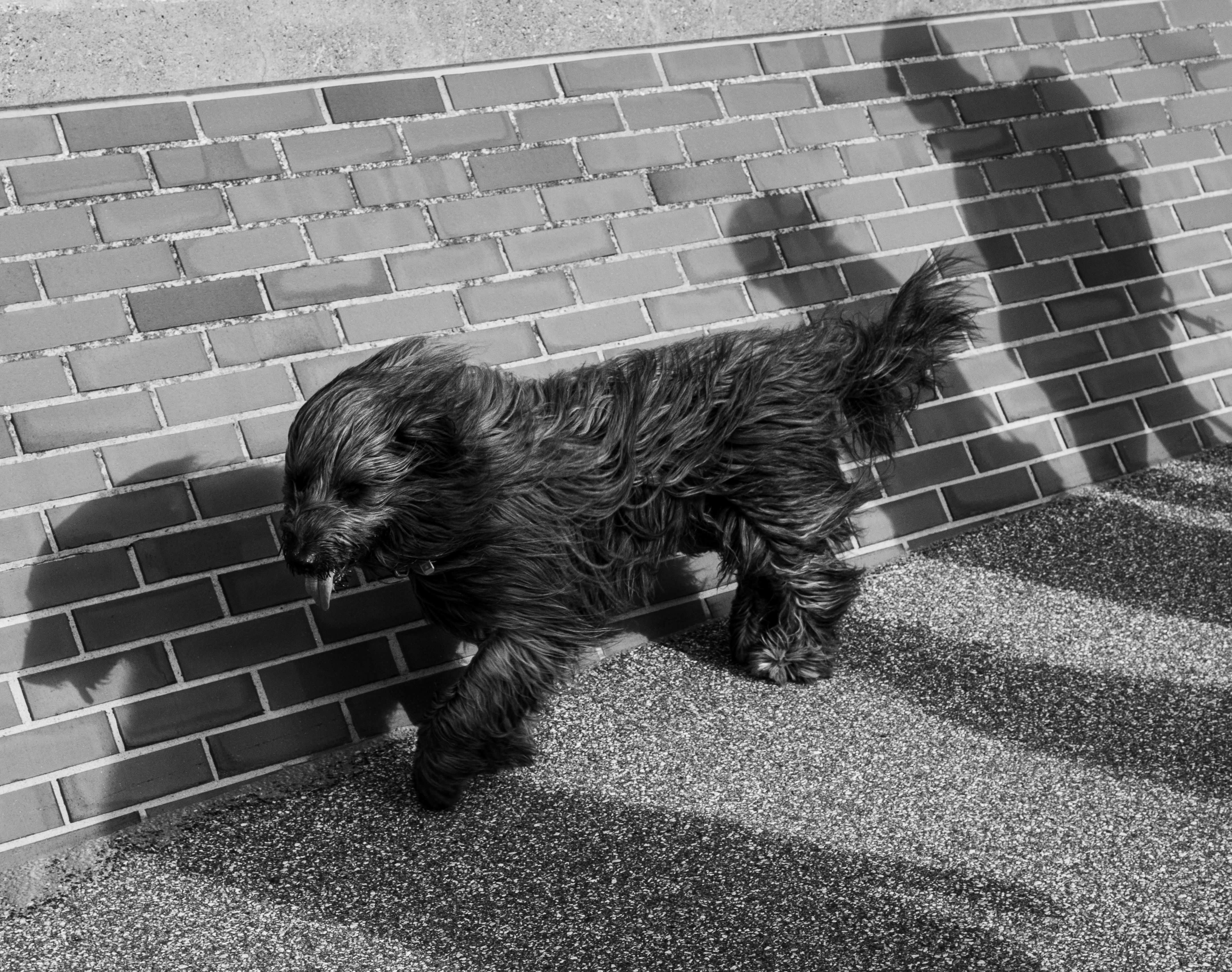 Dog Shadows Photos, Download The BEST Free Dog Shadows Stock Photos ...