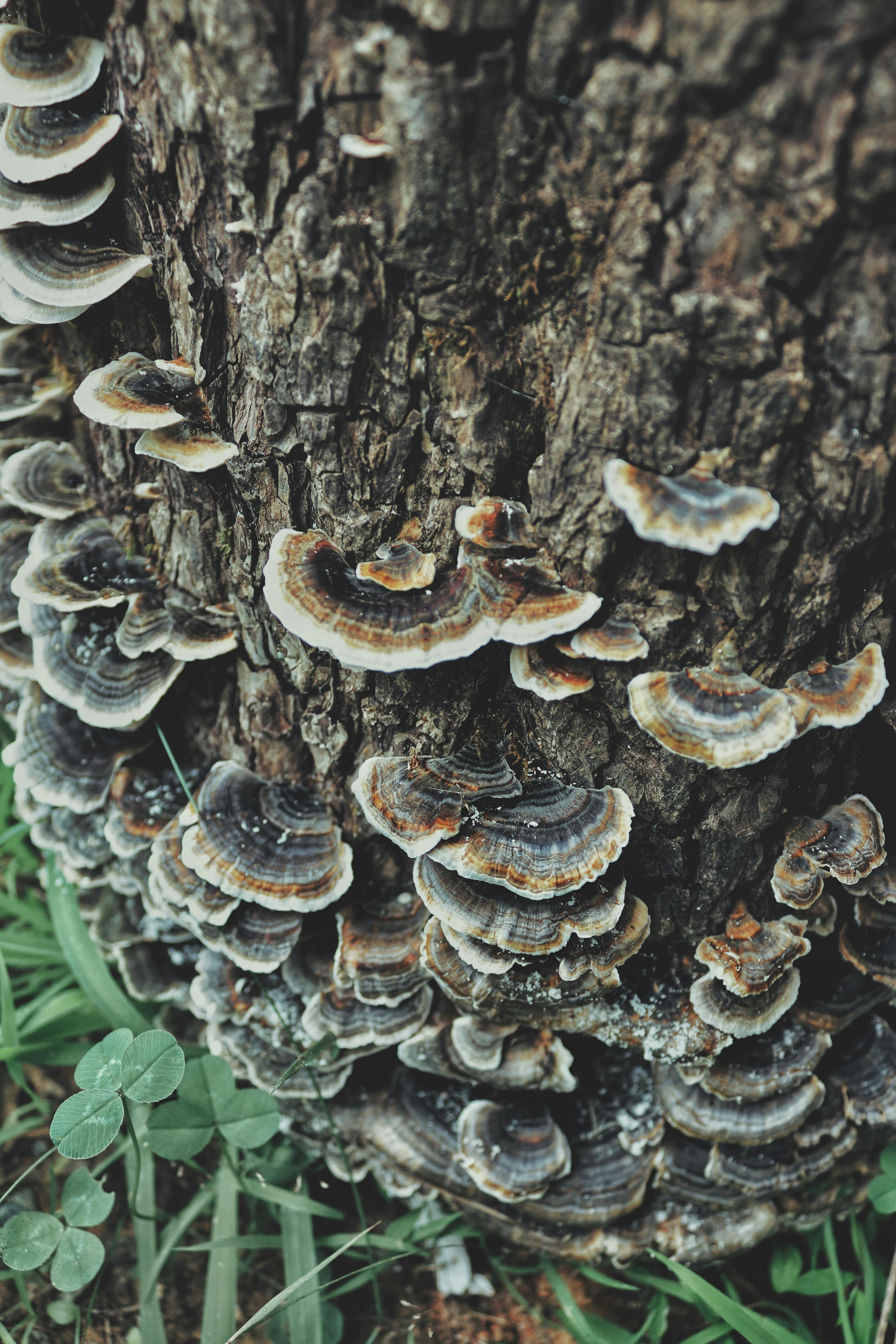 Wild Turkey Tail Mushrooms on Tree Trunk · Free Stock Photo