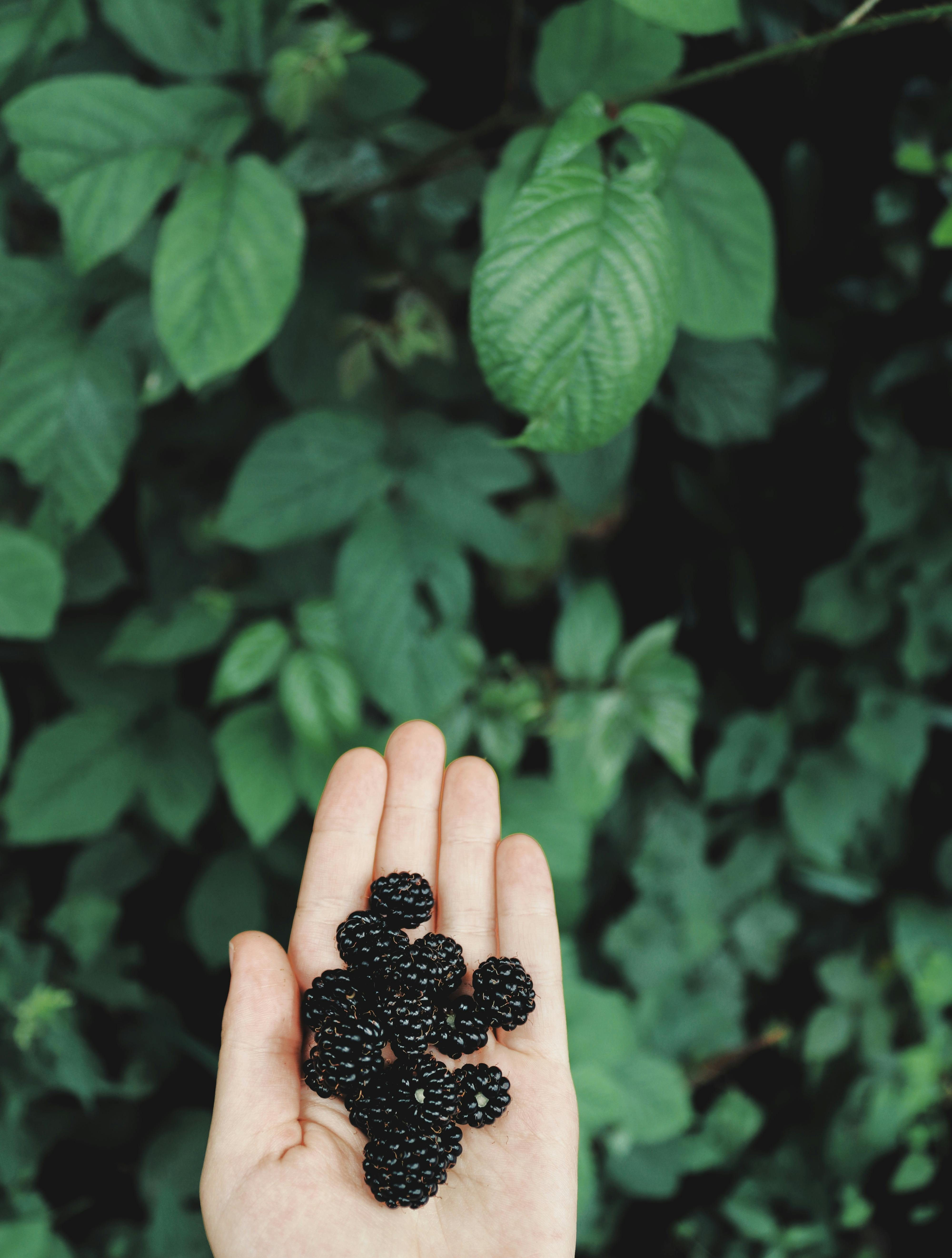 Nutrition Backgrounds Photos, Download The BEST Free Nutrition ...