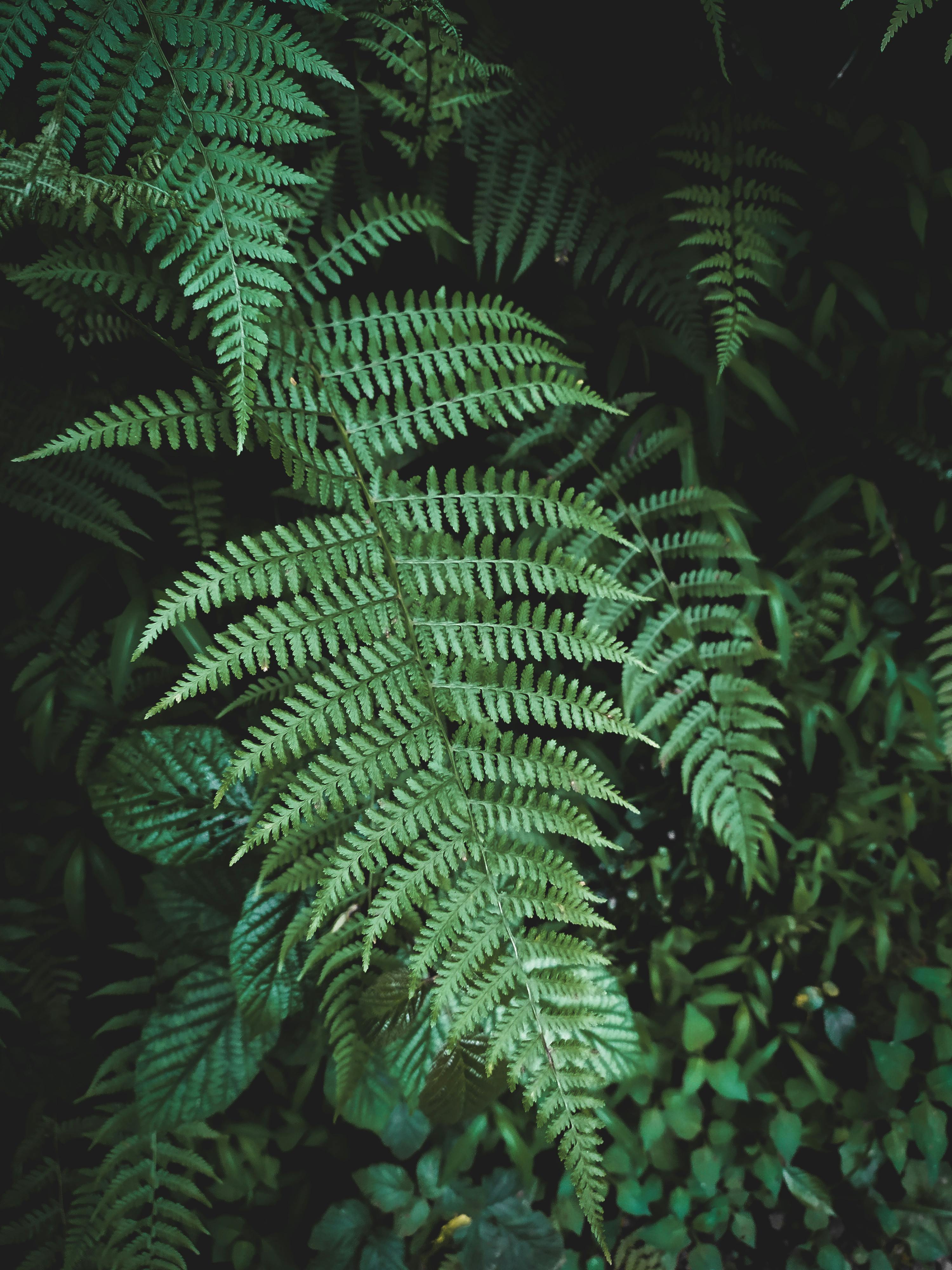 Tropical Rainforest Photos, Download The BEST Free Tropical Rainforest ...