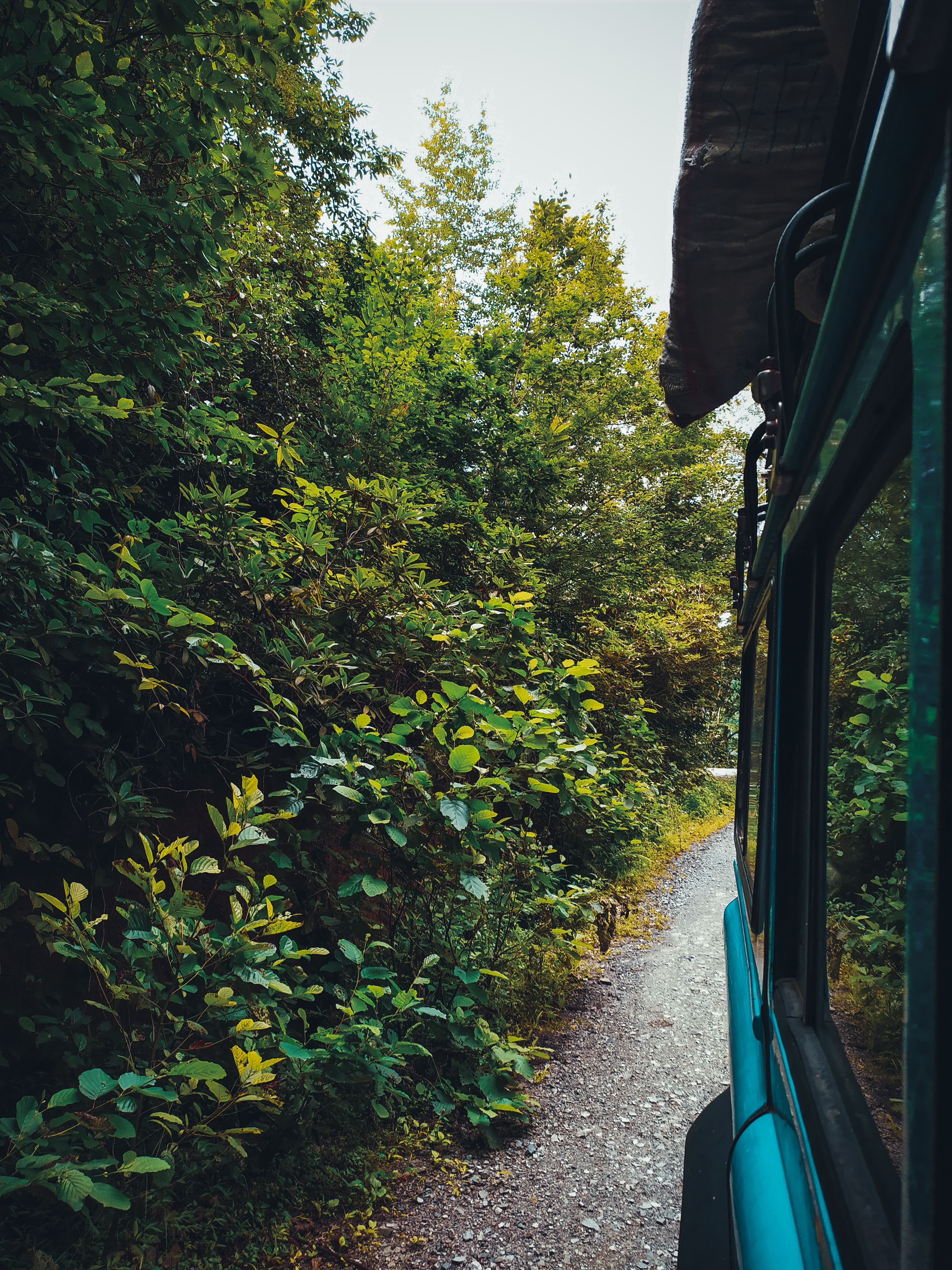Scenic Forest Adventure with Off-Road Vehicle · Free Stock Photo