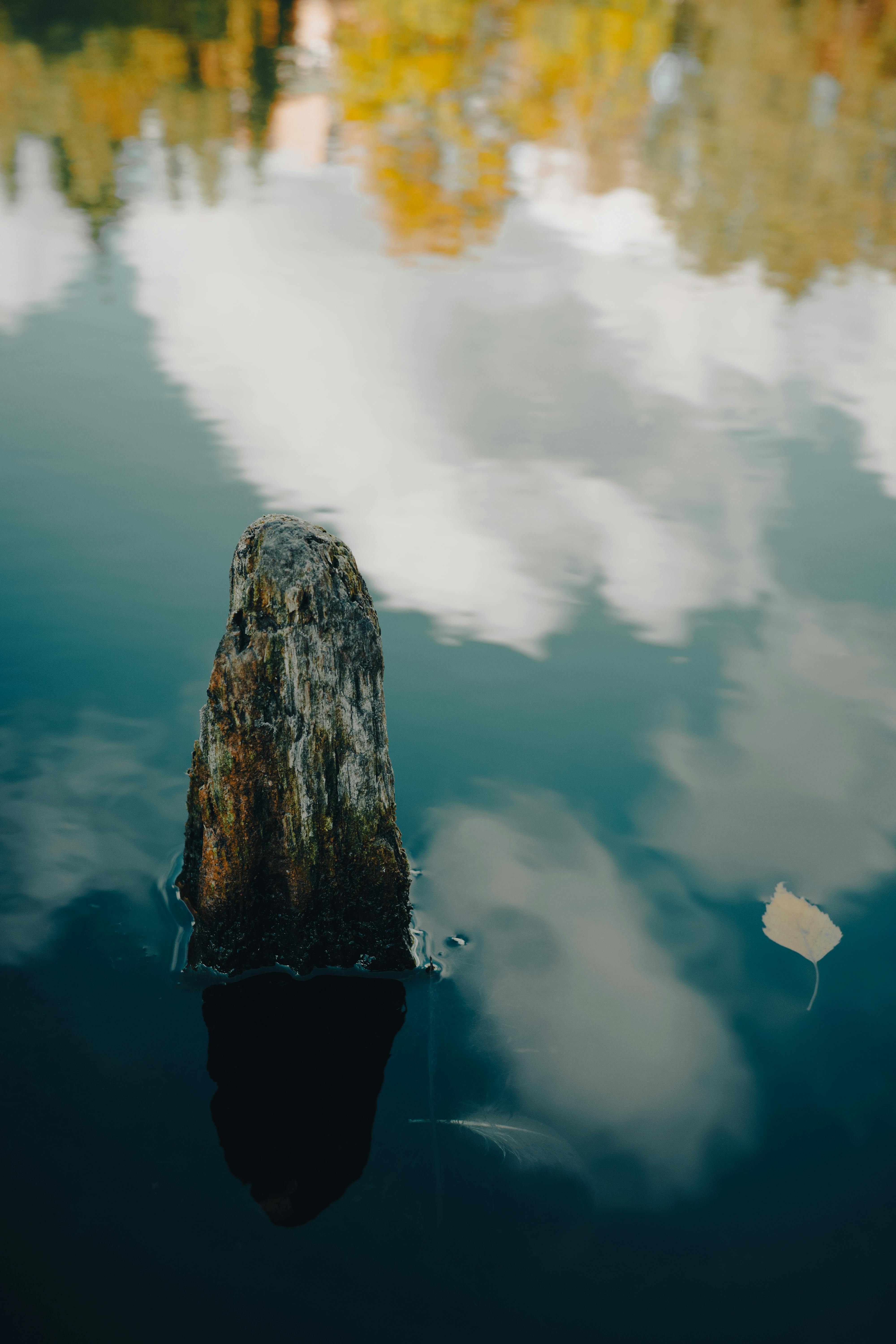 Serene Lake Reflection with Tree Stump · Free Stock Photo