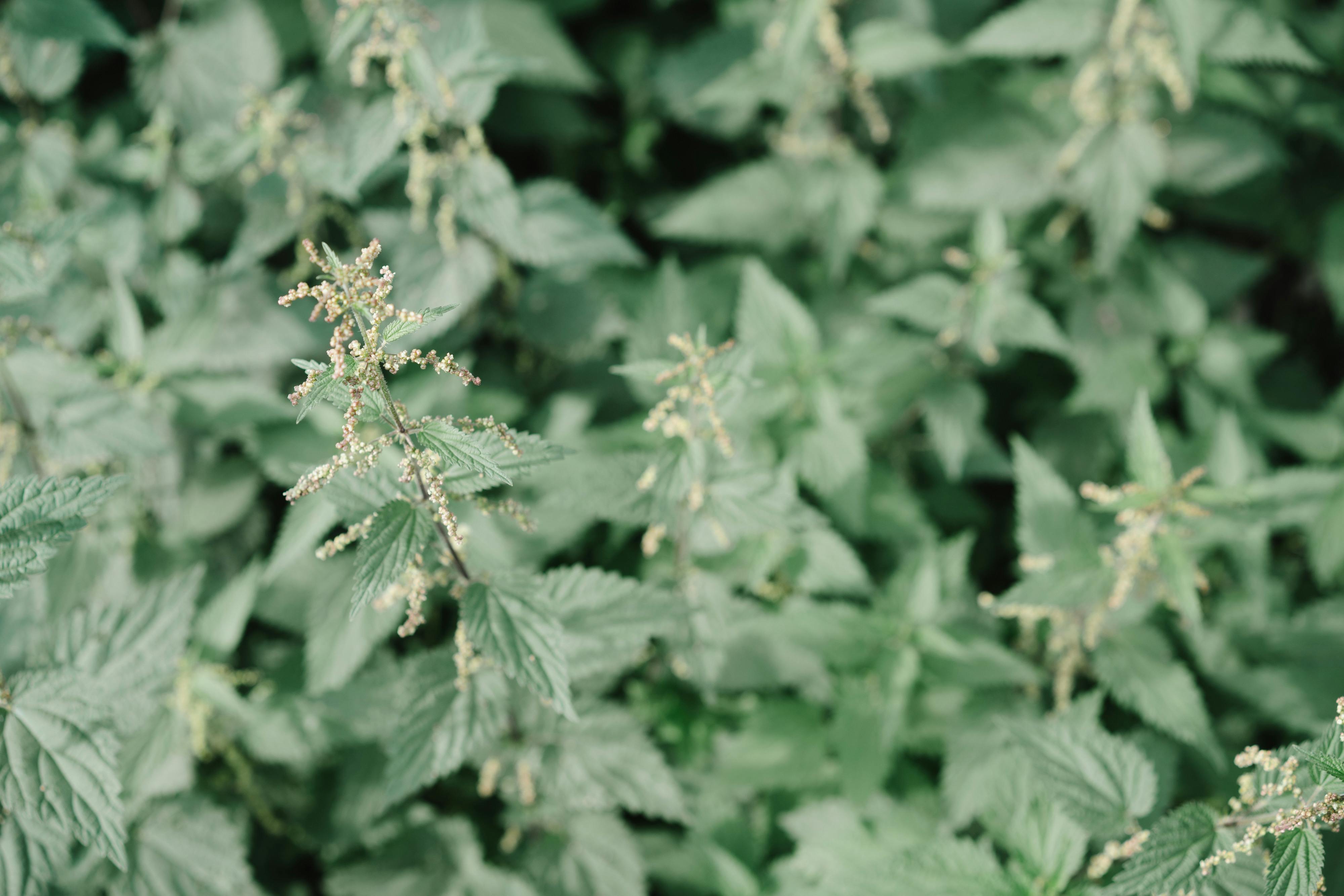 Close-Up of Wild Nettle Plants in Summer Meadow · Free Stock Photo