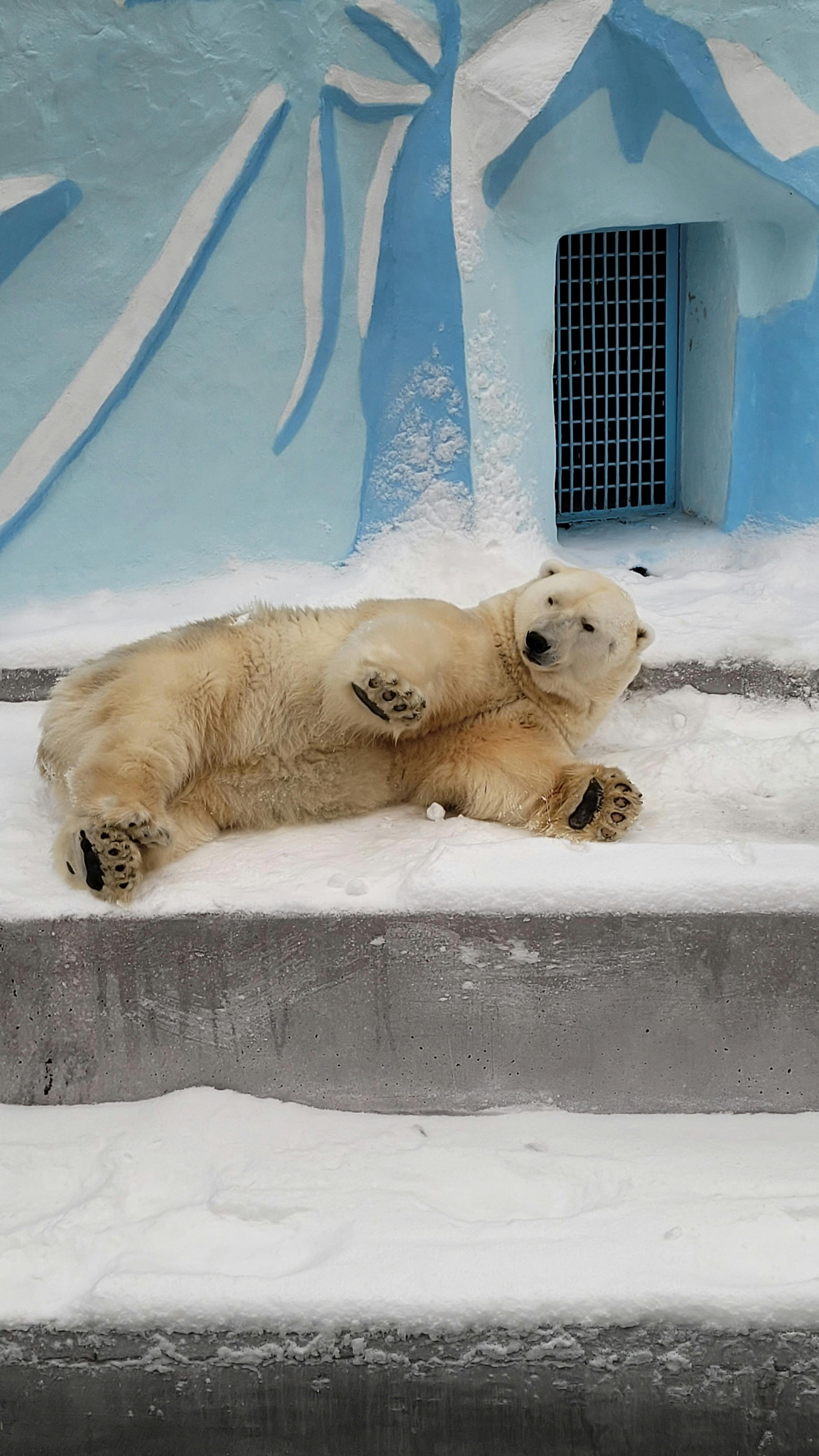 Playful Polar Bear Relaxing on Snow in Enclosure · Free Stock Photo