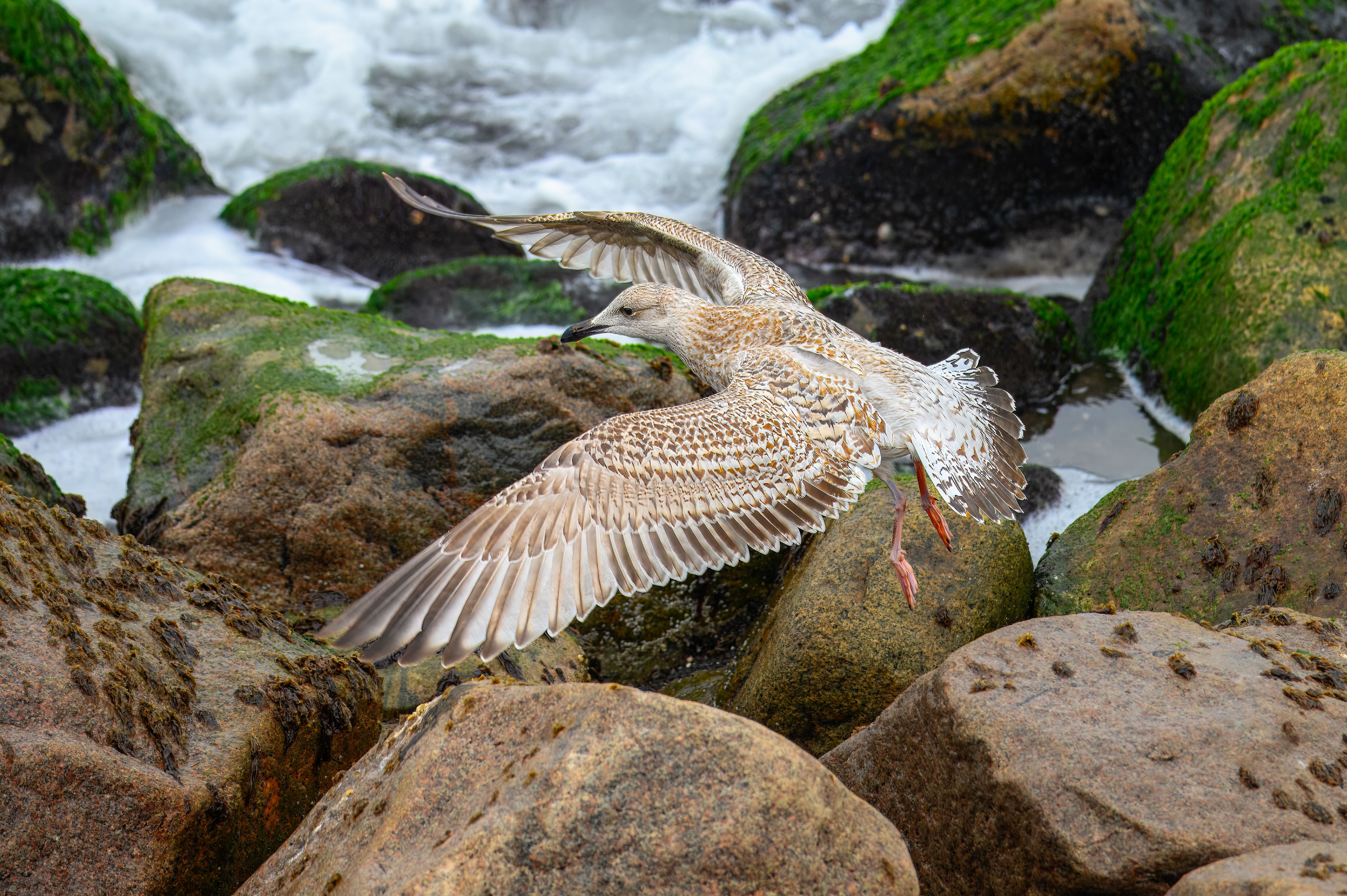 Seagull in Flight over Mossy Coastal Rocks · Free Stock Photo