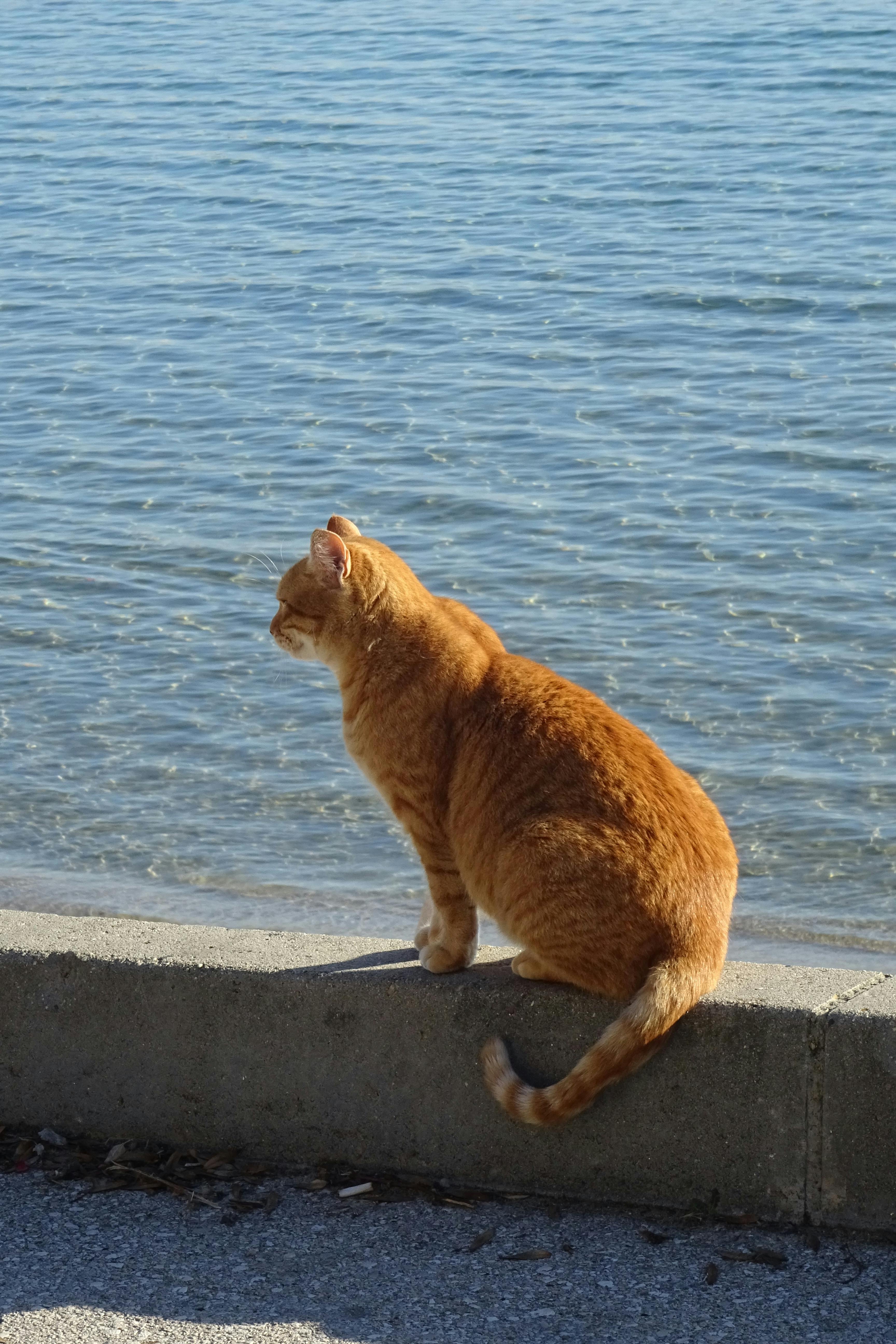 Ginger+Gaetz+Bikini Photos, Download The BEST Free Ginger+Gaetz+Bikini ...