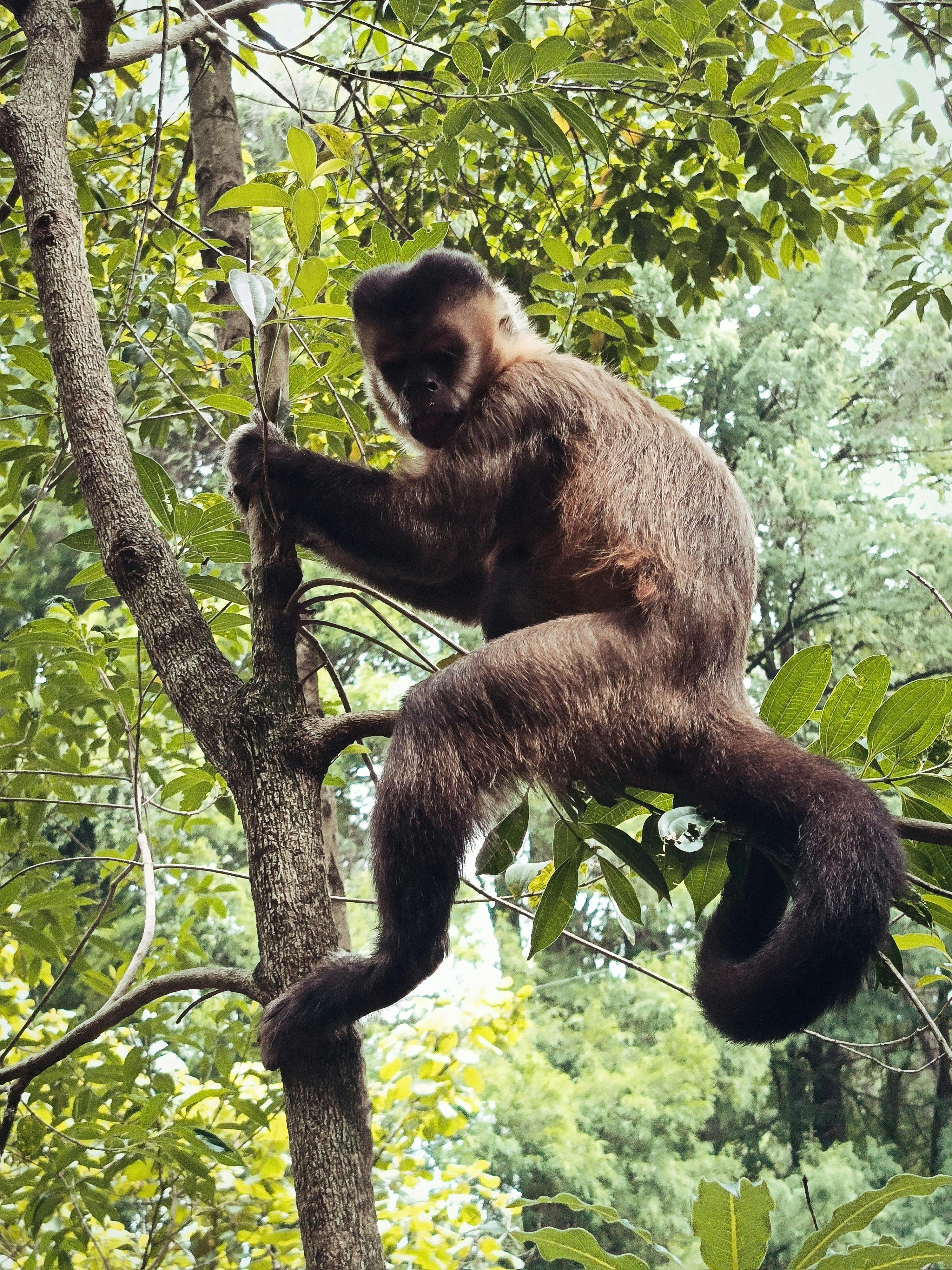 Brown Capuchin Monkey Climbing Tree in Forest · Free Stock Photo
