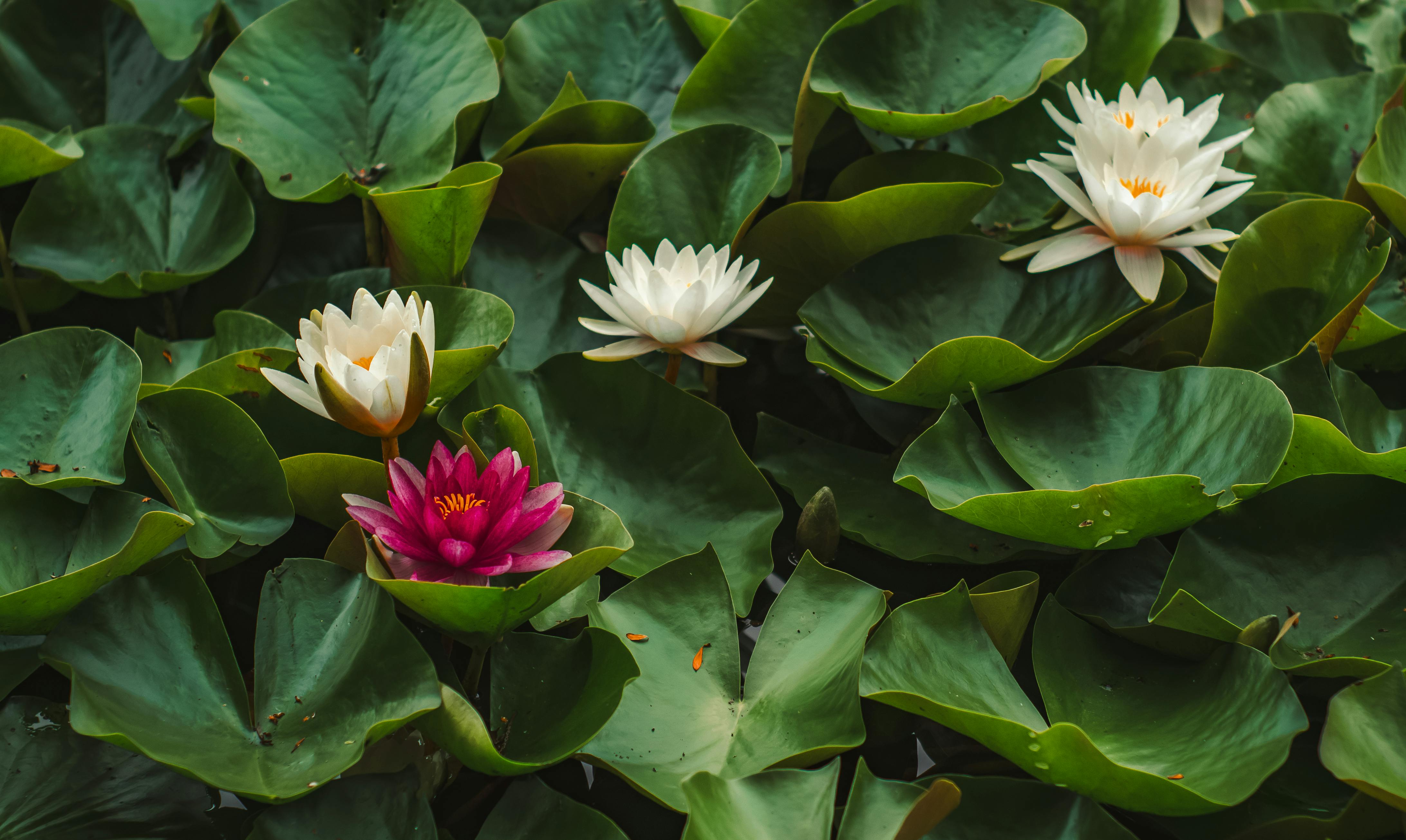 Beautiful Lotus Flowers in Serene Pond Scene · Free Stock Photo