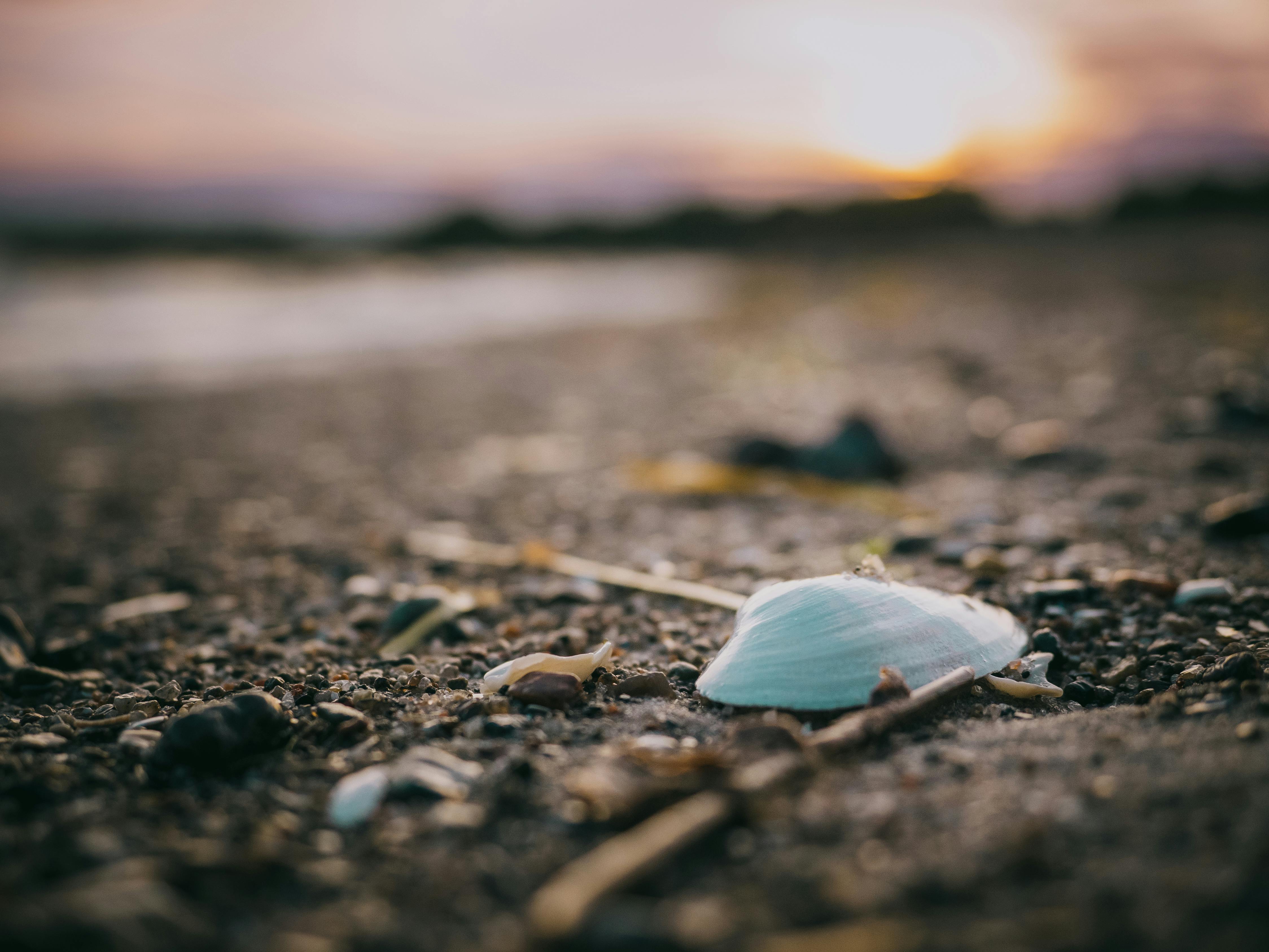 Seashell Photography Photos, Download The BEST Free Seashell ...