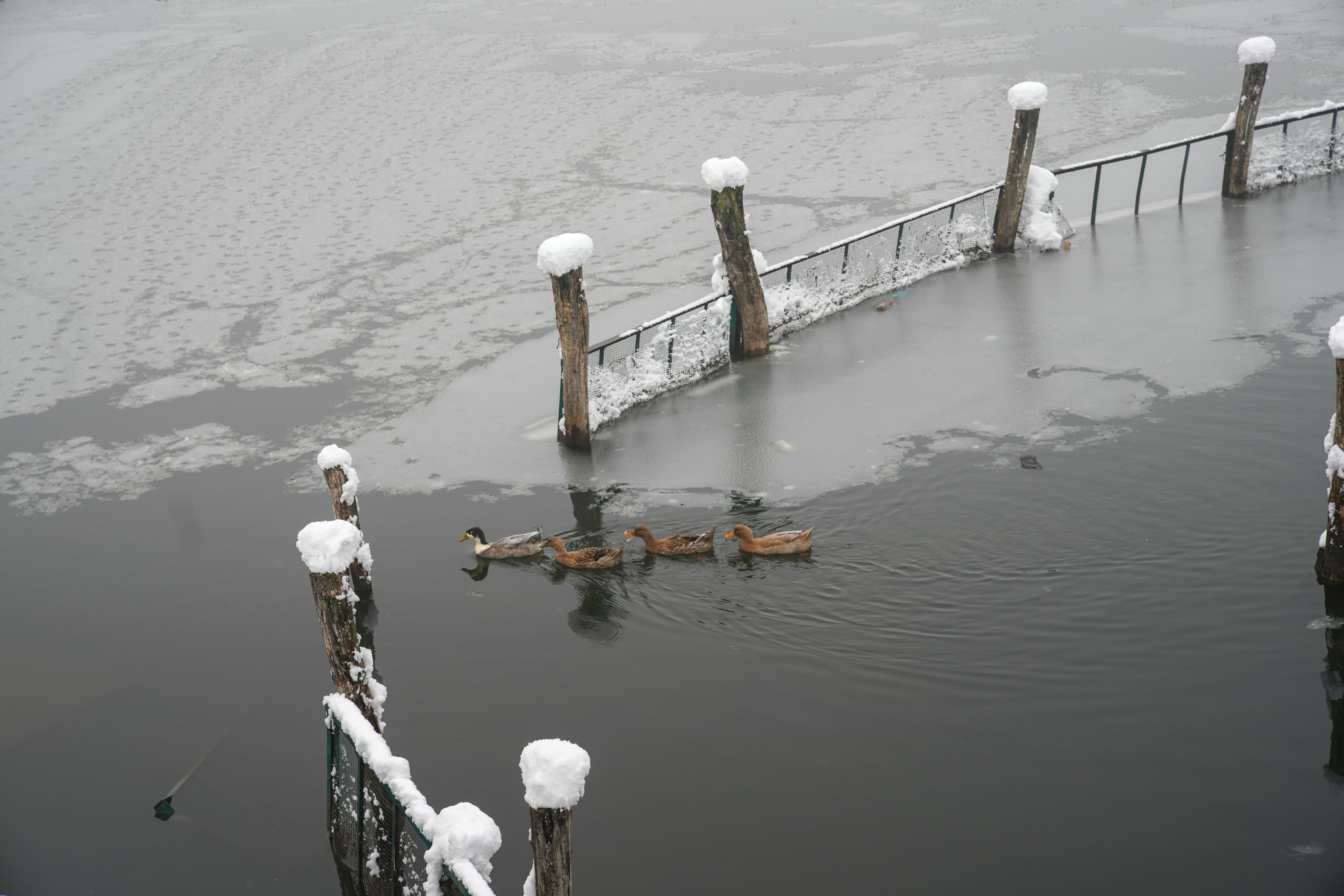 Snowy Poles Photos, Download The BEST Free Snowy Poles Stock Photos ...