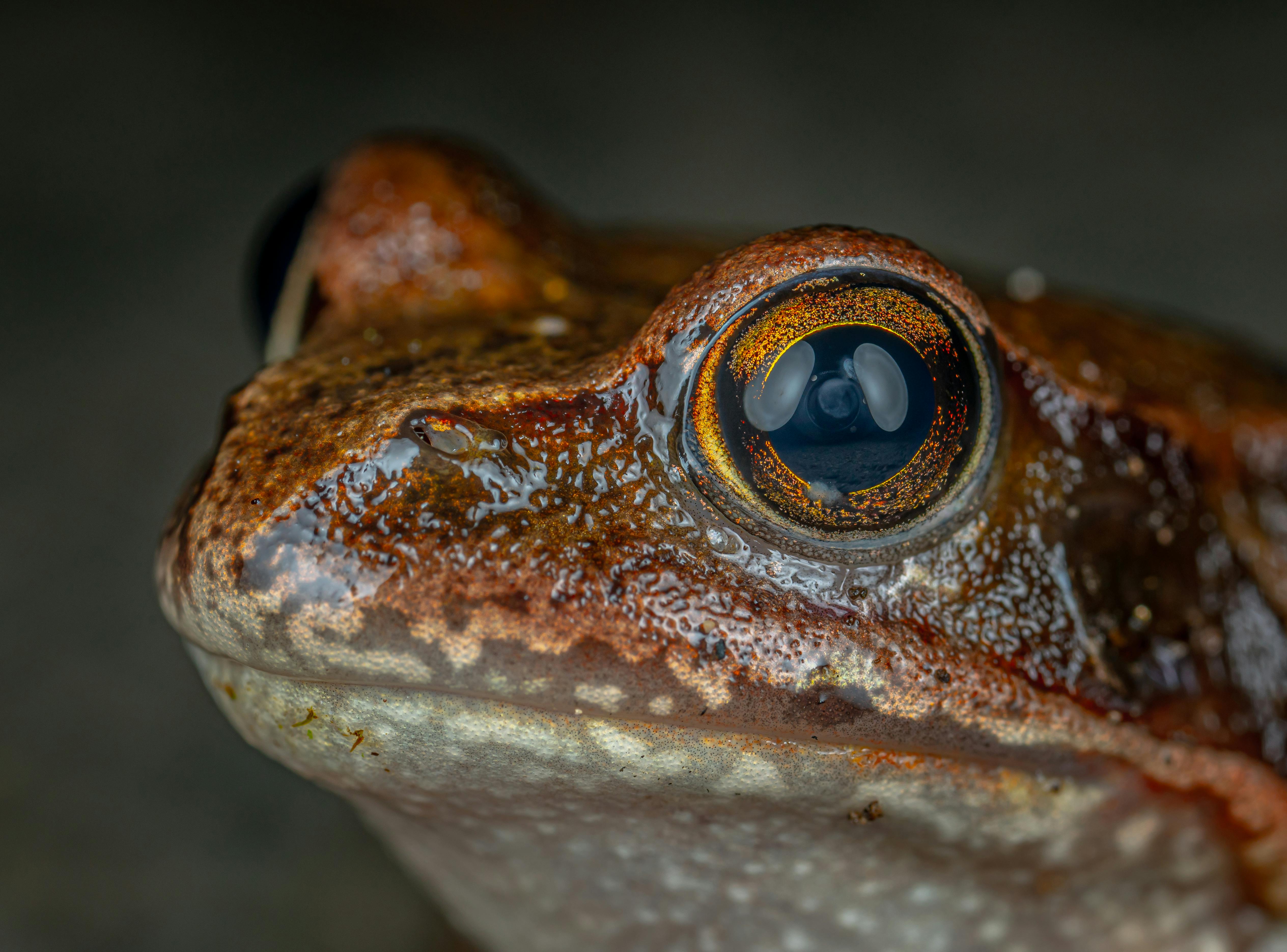 Close-up of Frog Eye Showing Intricate Details · Free Stock Photo