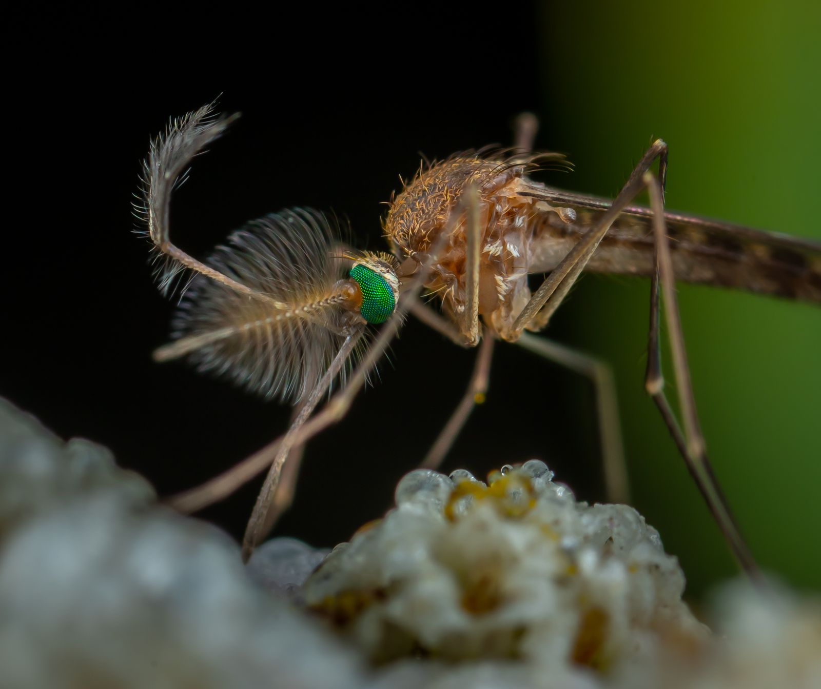 Mosquito Photos, Download The BEST Free Mosquito Stock Photos & HD Images