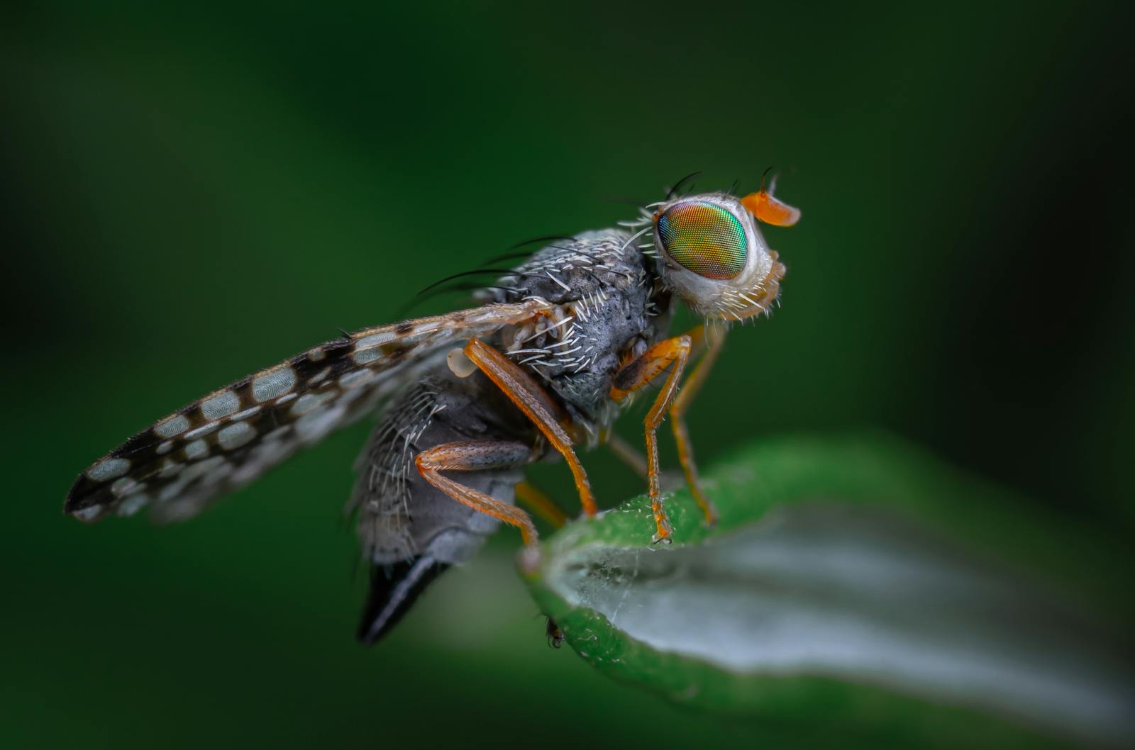 Fruit Fly Photos, Download The BEST Free Fruit Fly Stock Photos & HD Images