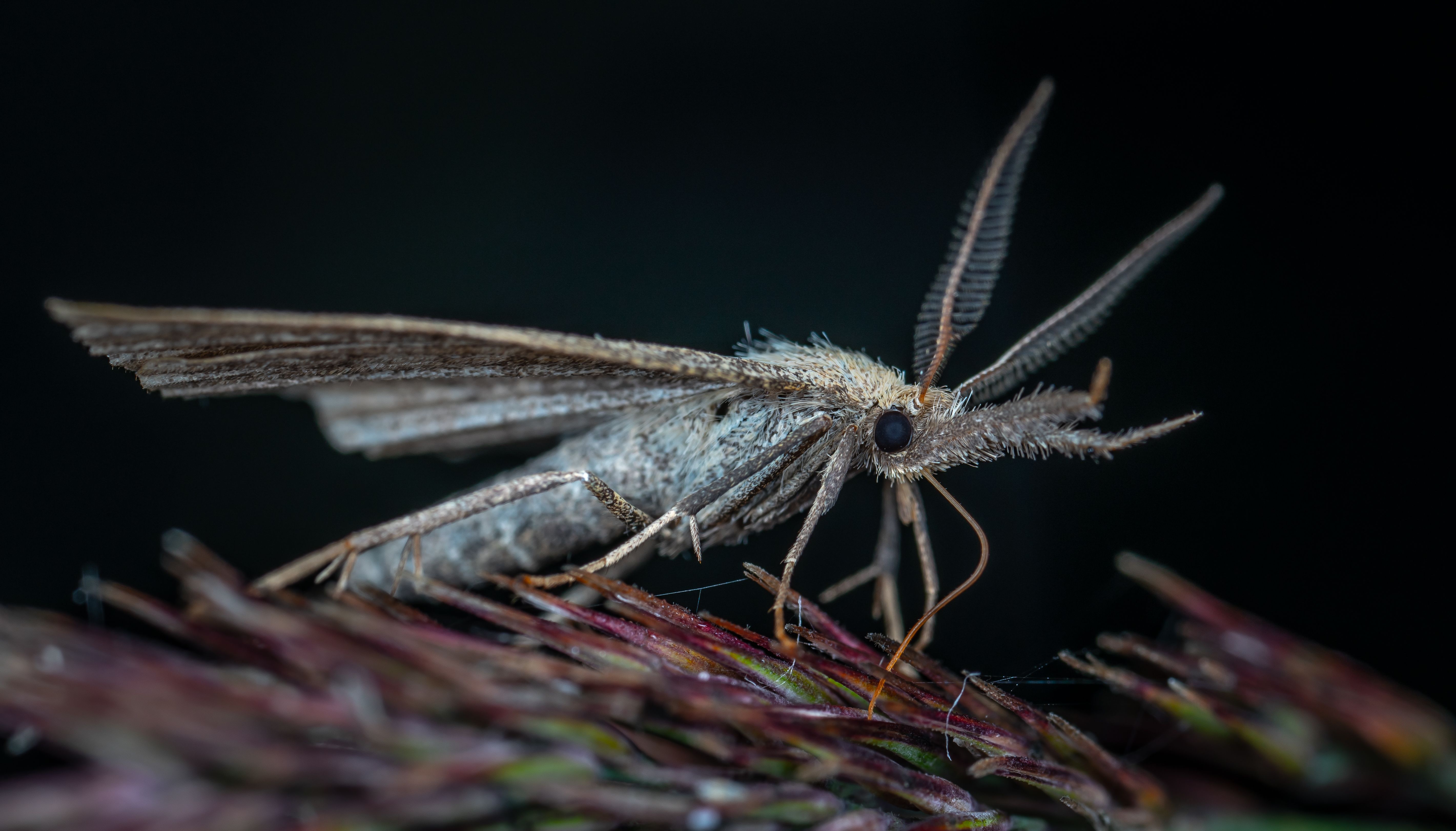 Close-Up Photo of Brown Plume Moth · Free Stock Photo