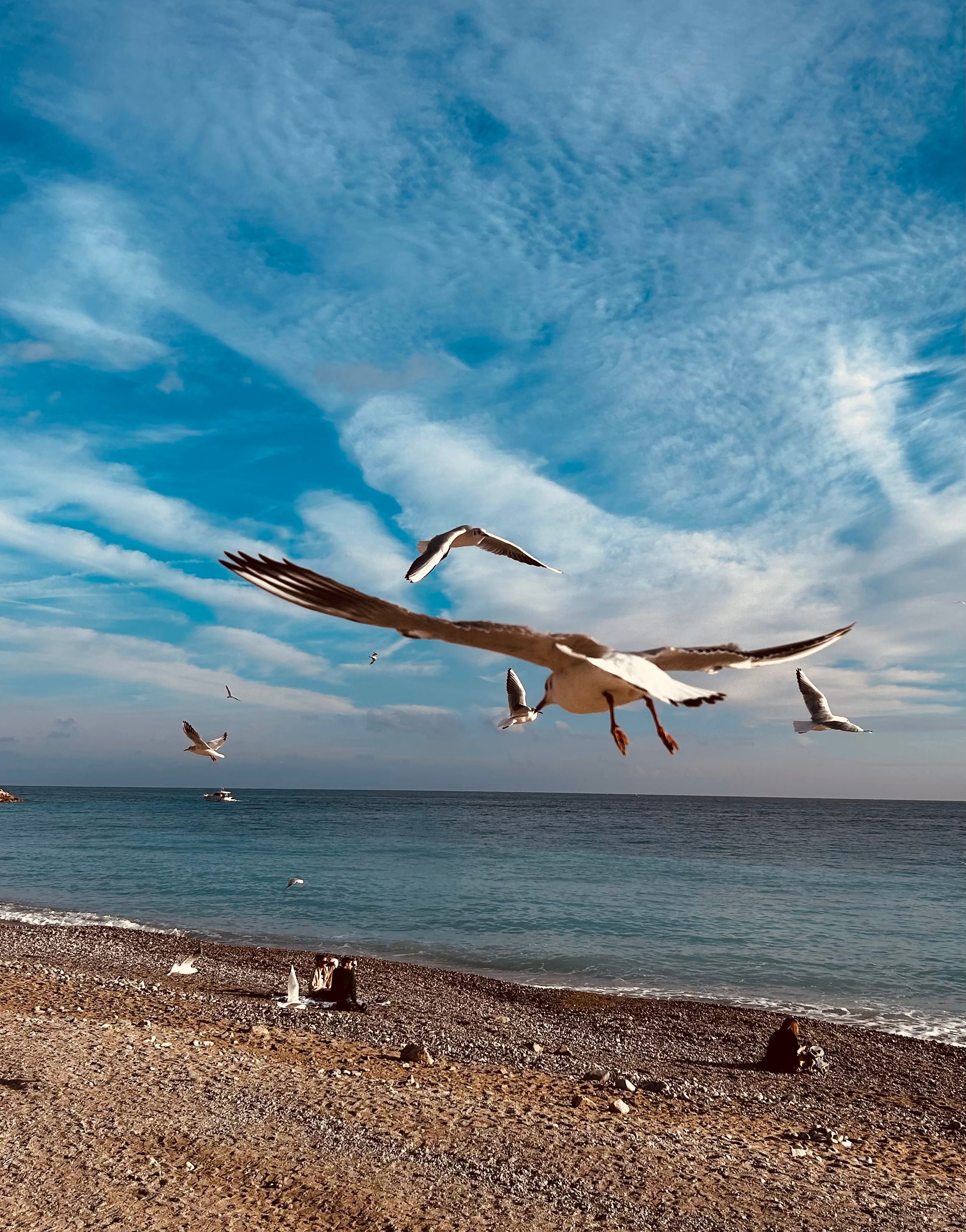 Seagulls Soaring Over Tranquil Pebble Beach · Free Stock Photo