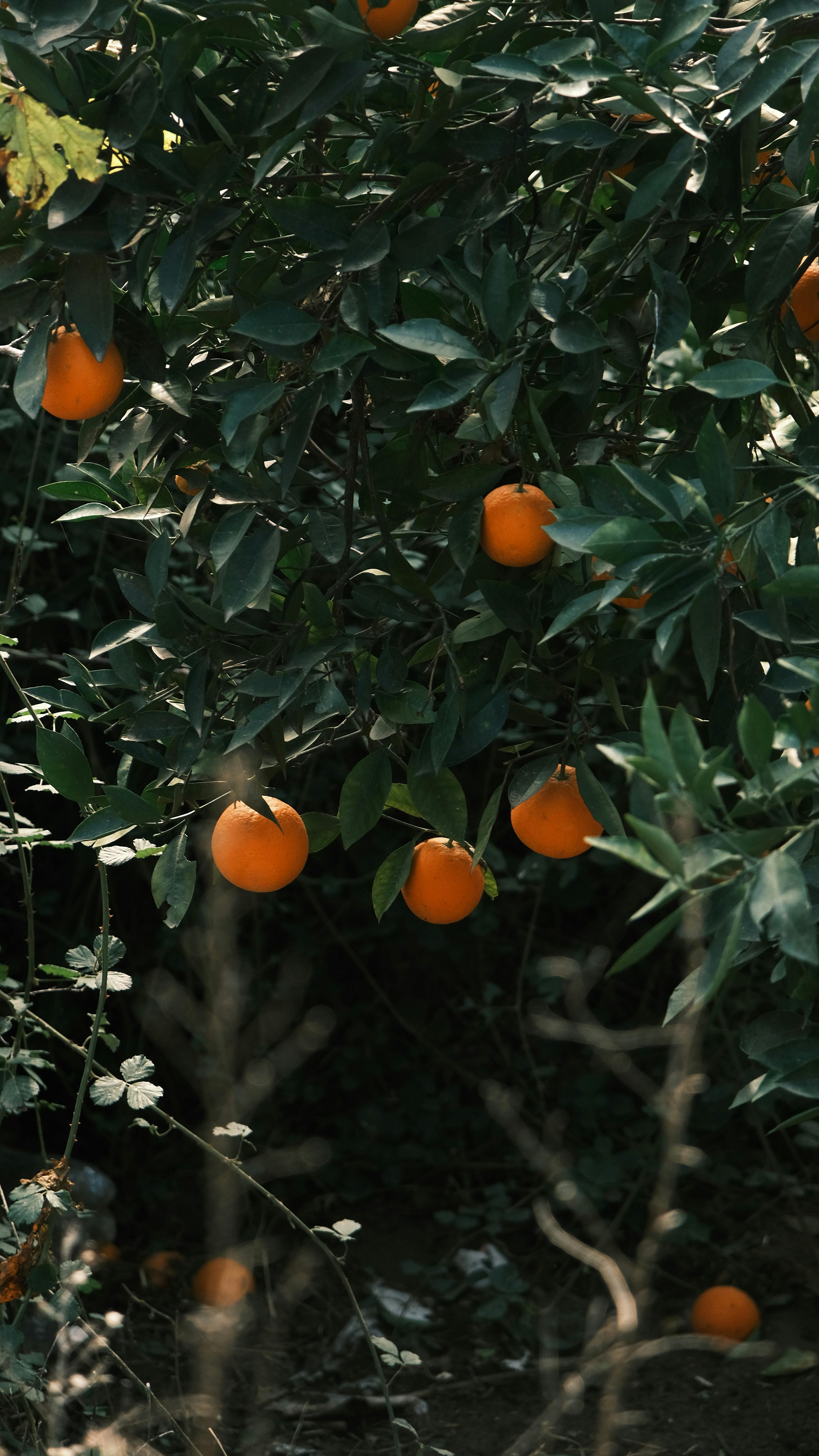 Lush Orange Tree Laden with Ripe Citrus Fruits · Free Stock Photo