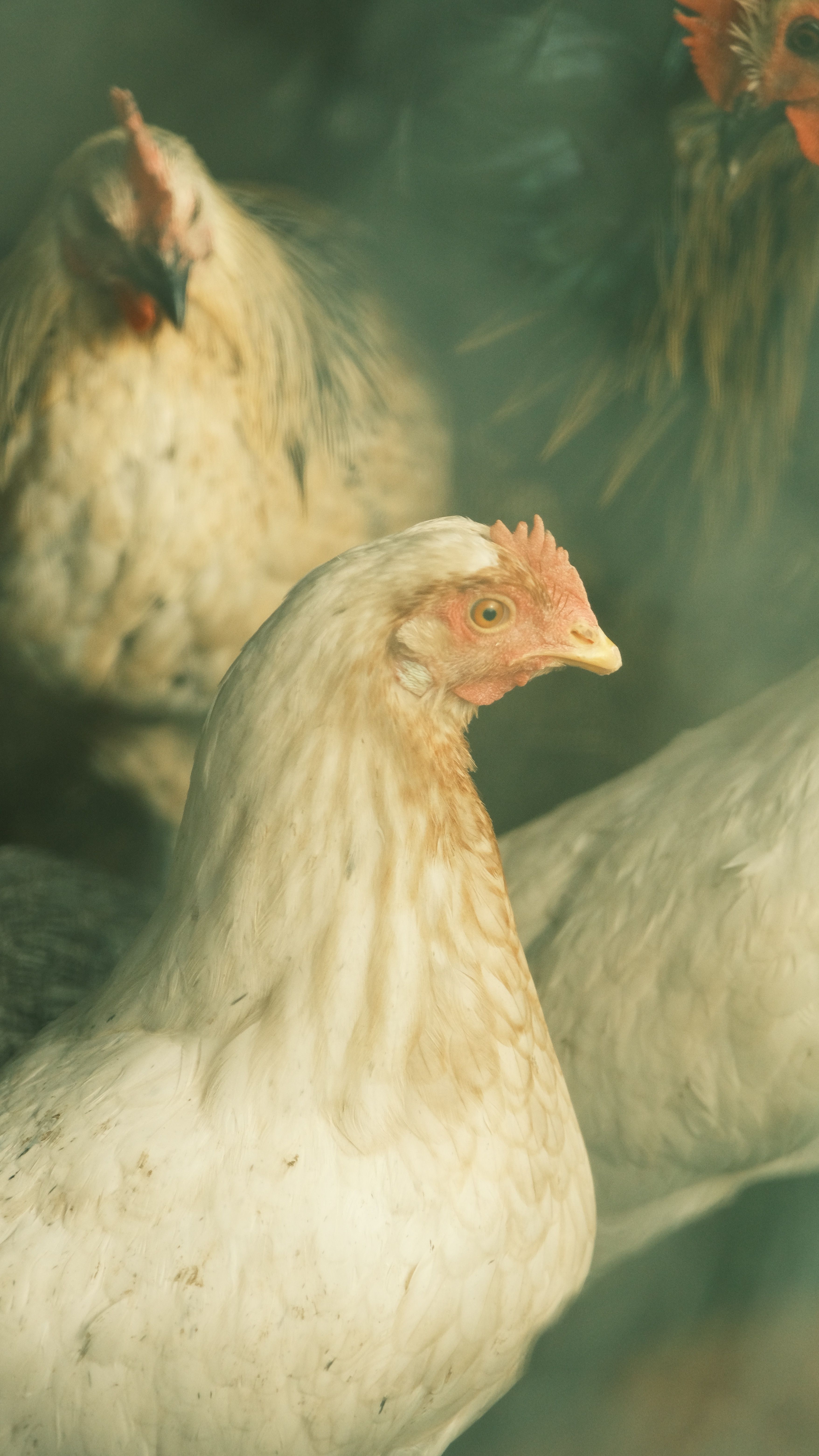 Close-up of Chickens in Natural Habitat · Free Stock Photo