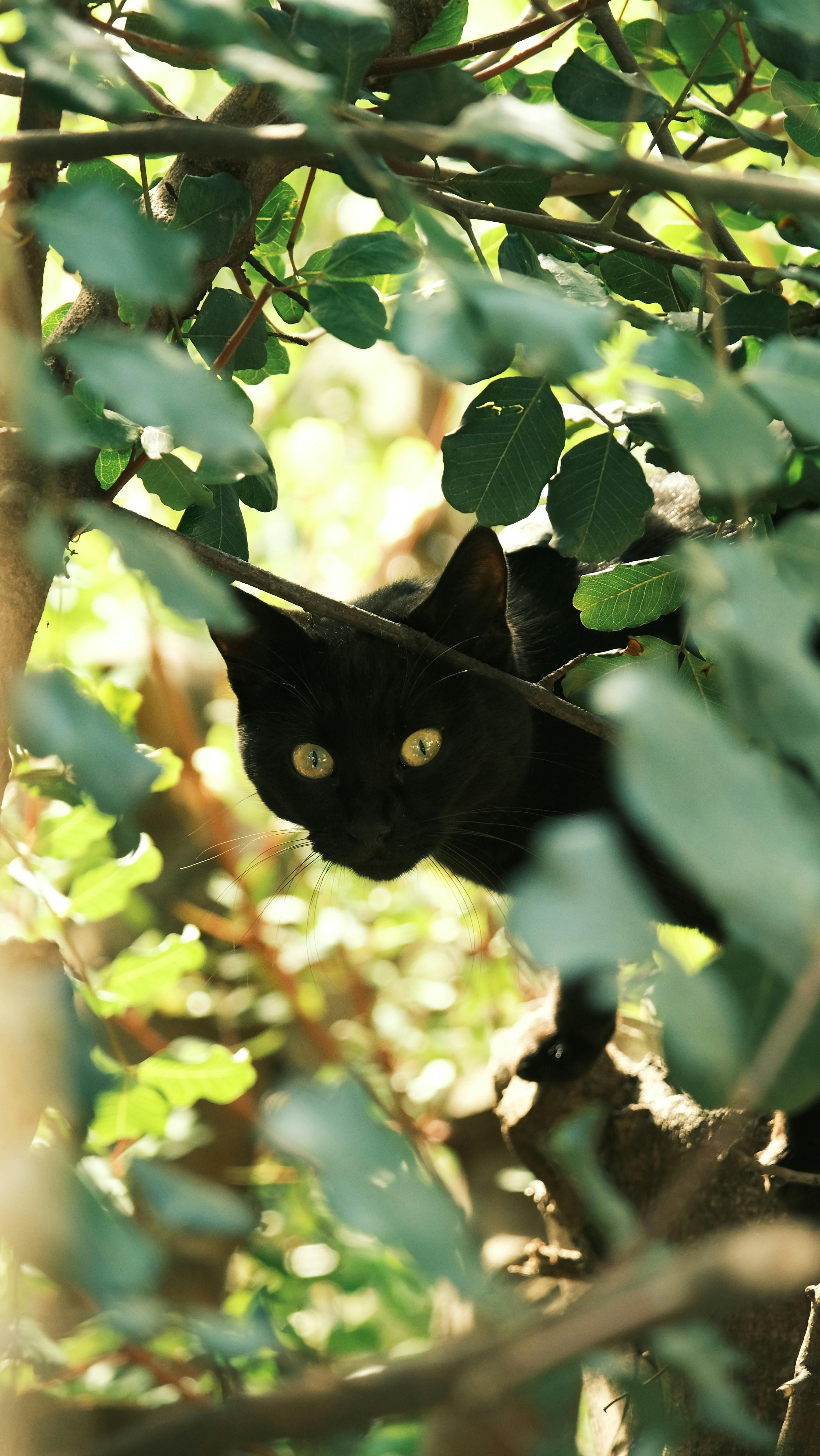 Sneaky Virus Photos, Download The BEST Free Sneaky Virus Stock Photos ...