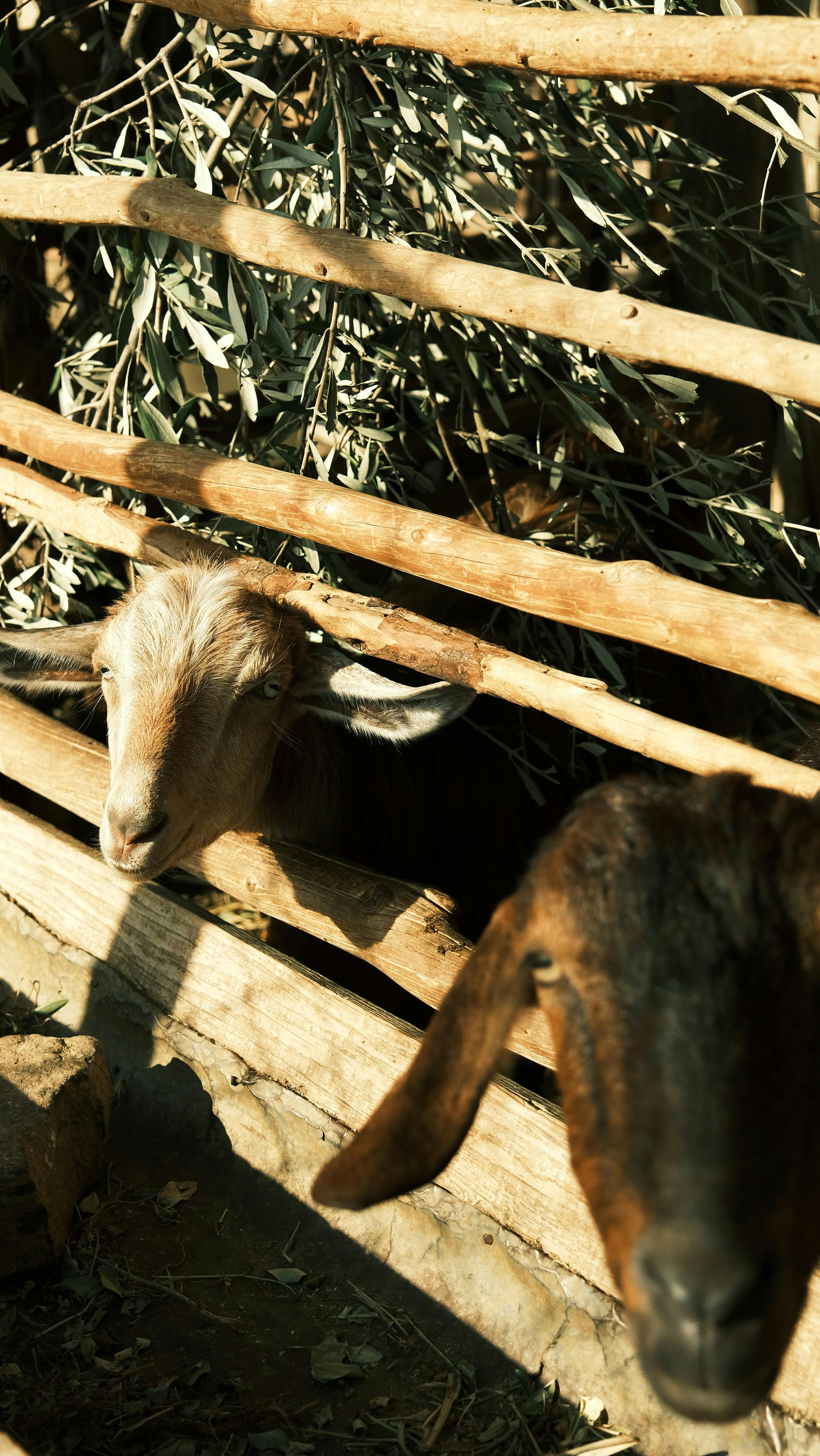 Domestic Country Photos, Download The BEST Free Domestic Country Stock ...