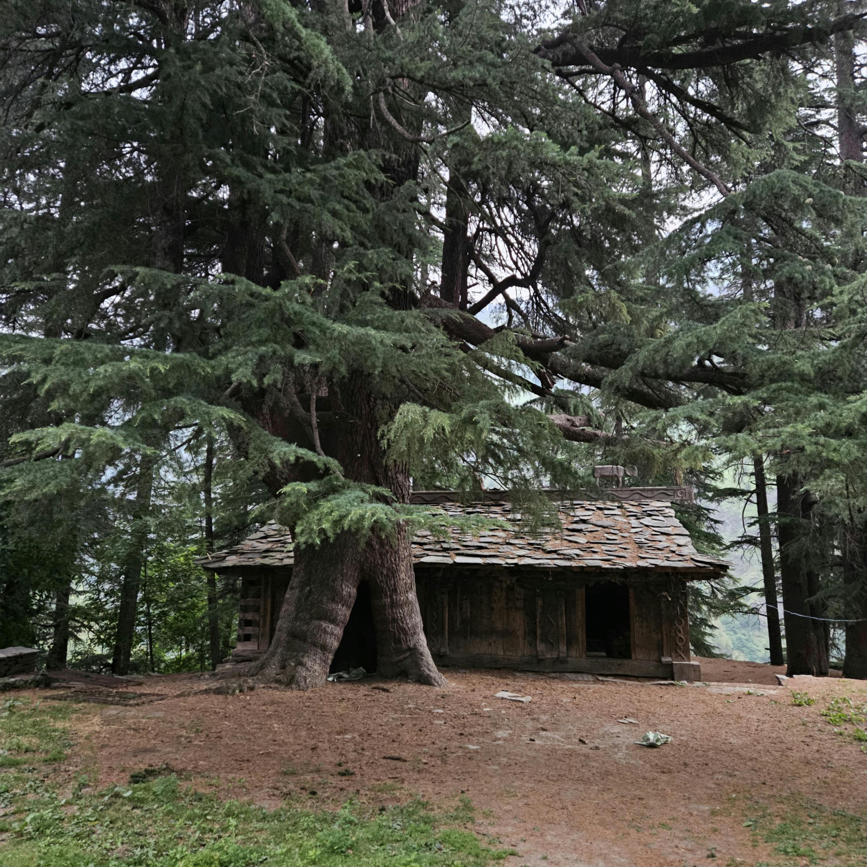 Rustic Cabin Amid Tall Pine Trees in Forest · Free Stock Photo