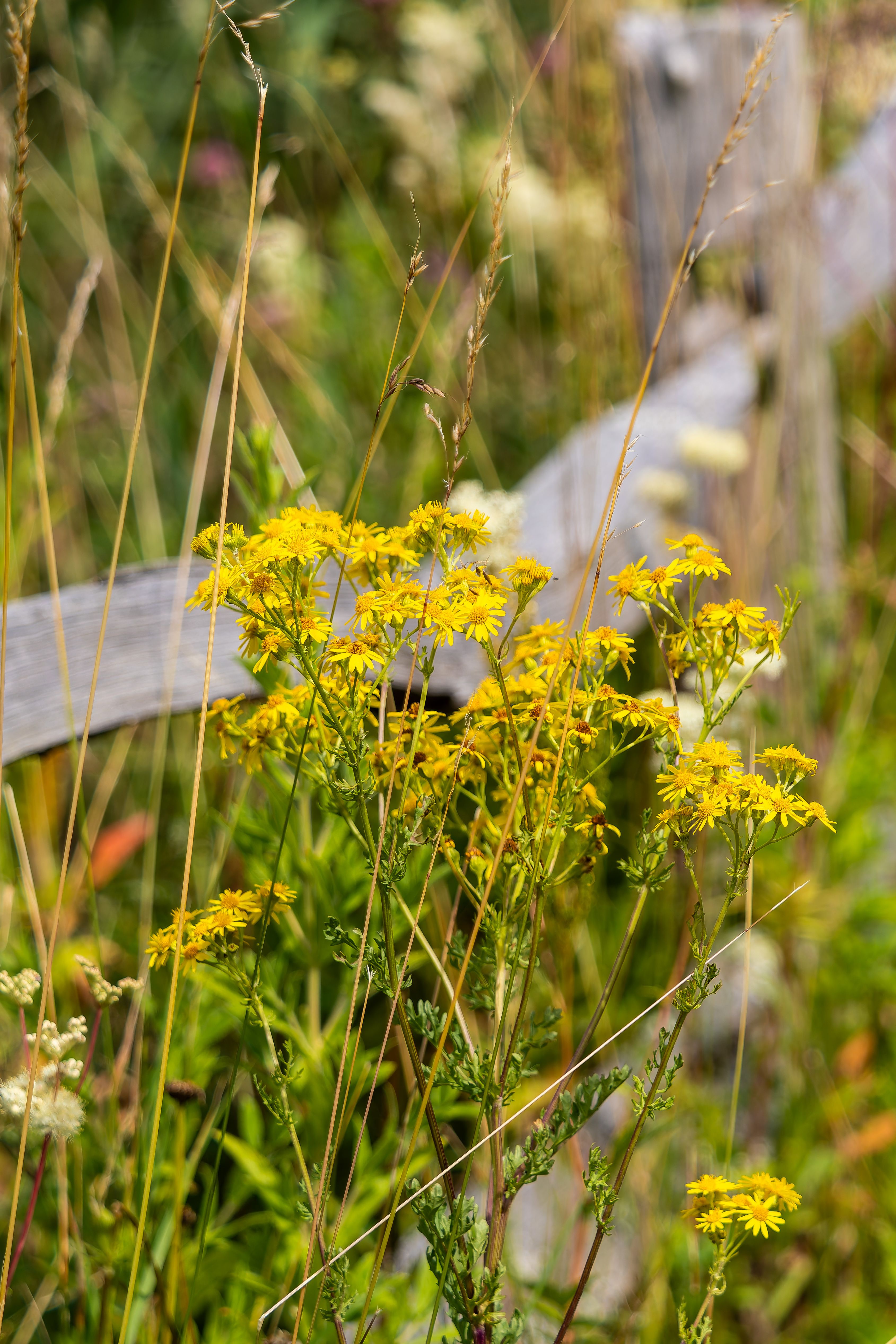 Vibrant Yellow Wildflowers in Rustic Meadow · Free Stock Photo