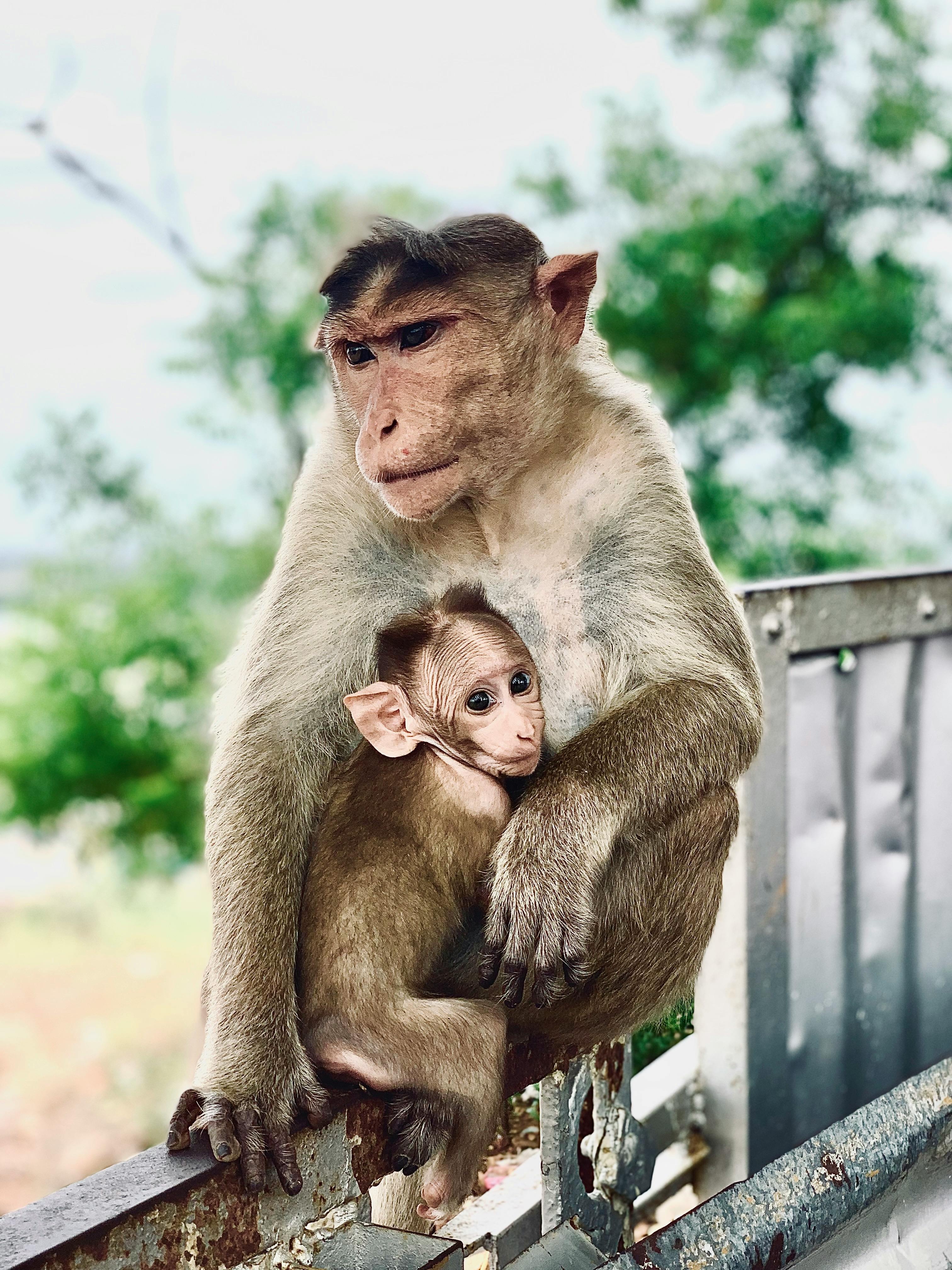 Mother Monkey Holding Baby in Nature Setting · Free Stock Photo