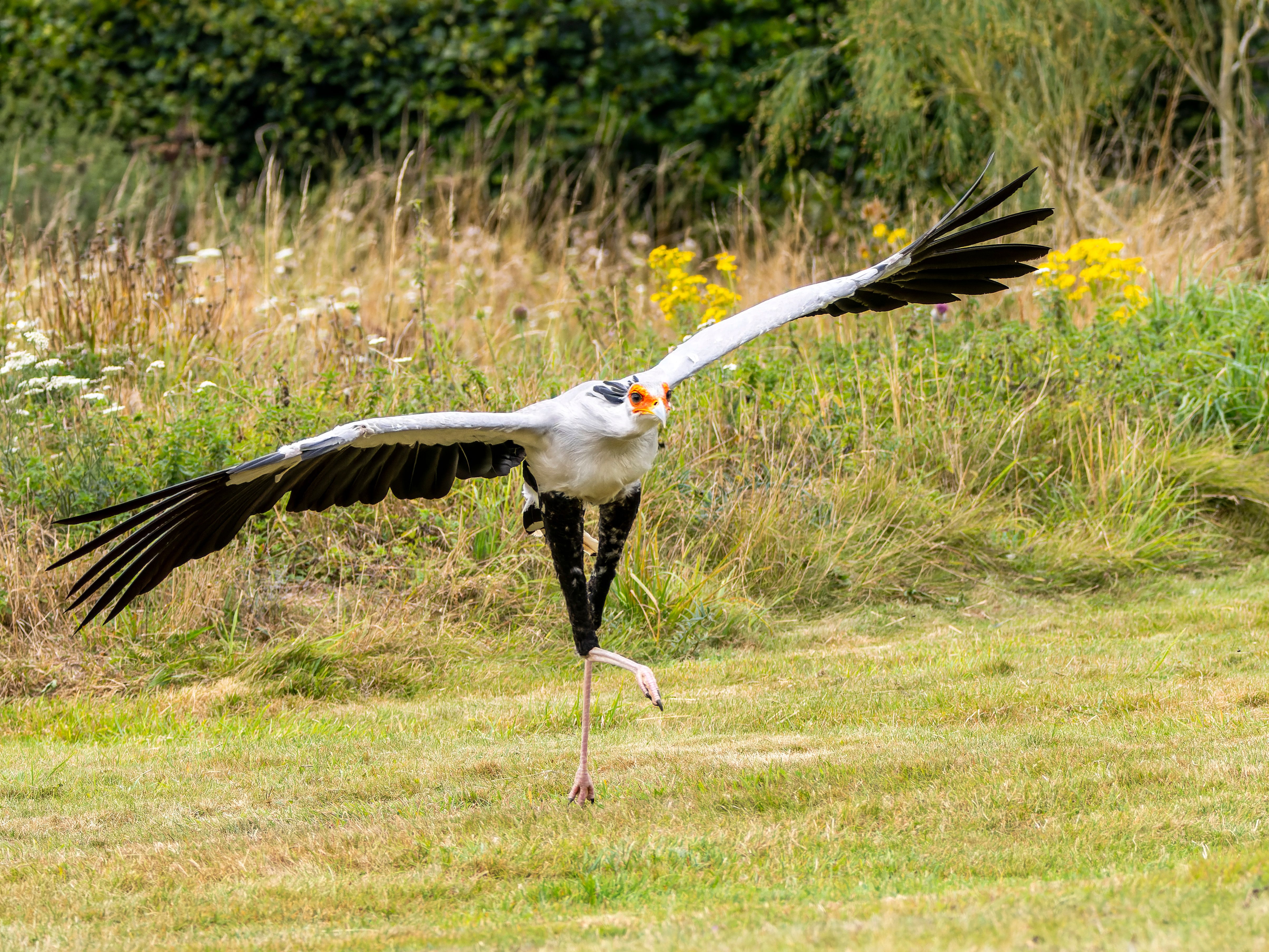 Powerful Wings Photos, Download The BEST Free Powerful Wings Stock ...