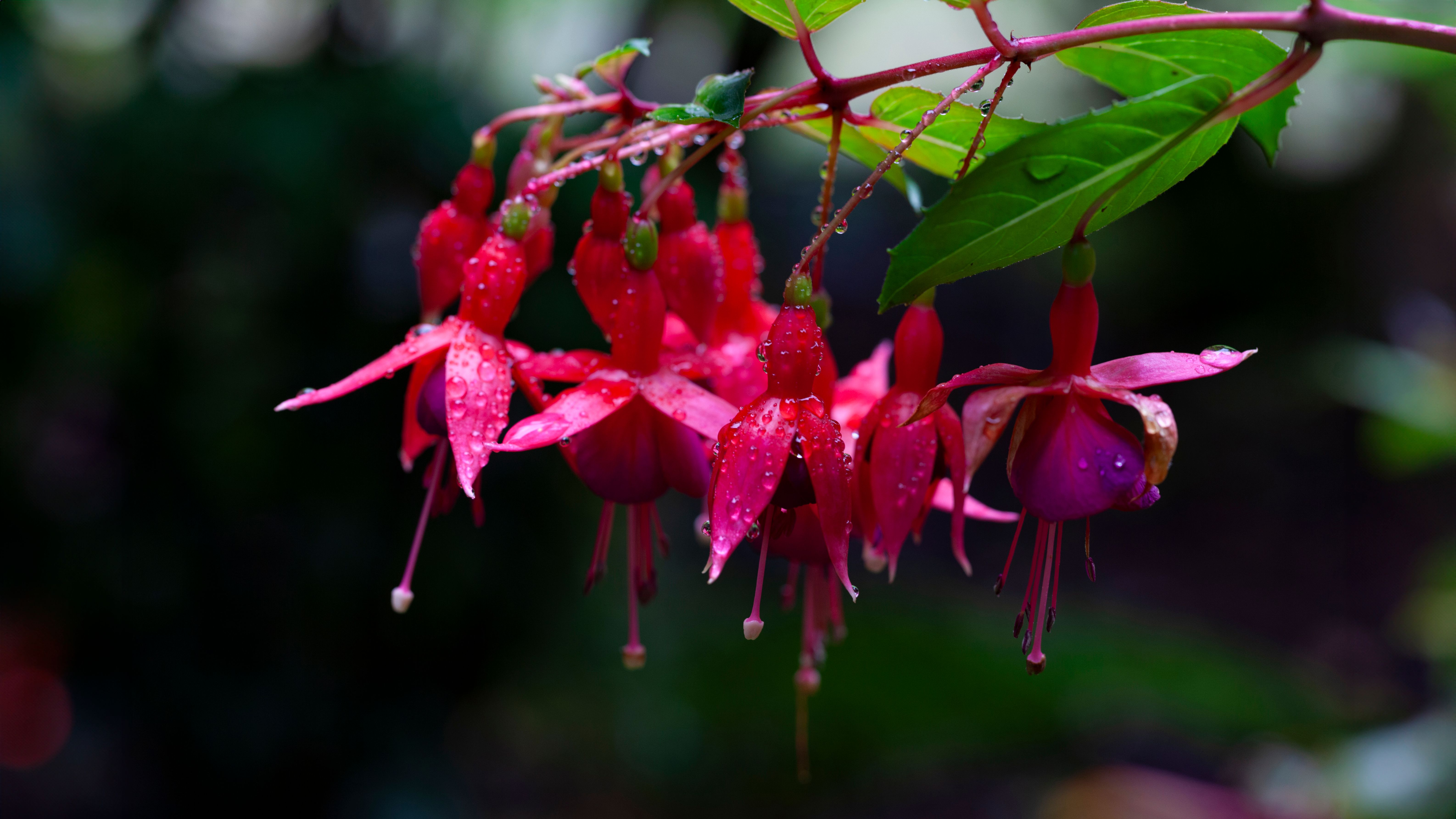 Vibrant Fuchsia Flowers in Asturias Garden · Free Stock Photo