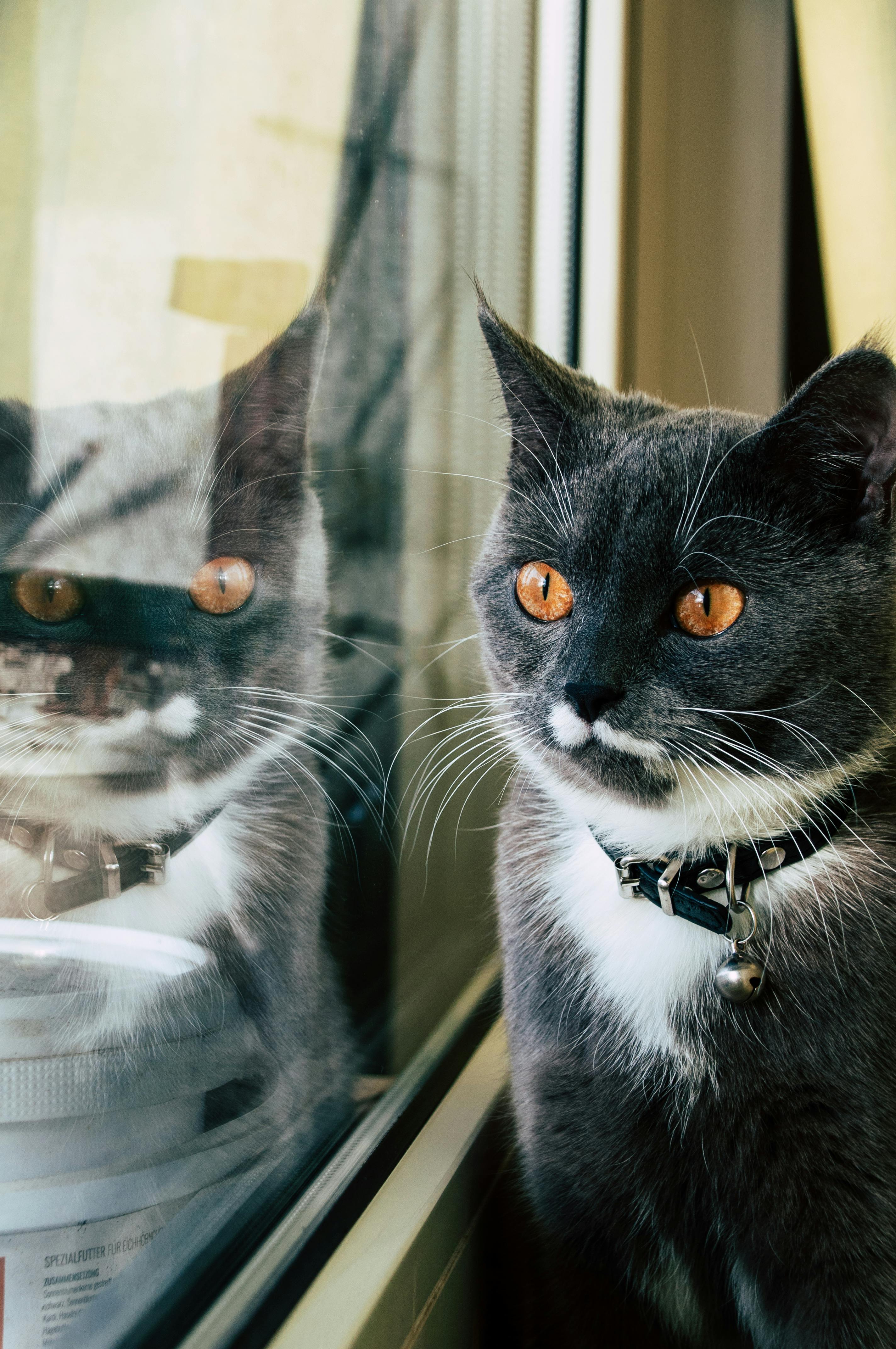 Cat Reflection In Window Photos, Download The BEST Free Cat Reflection ...