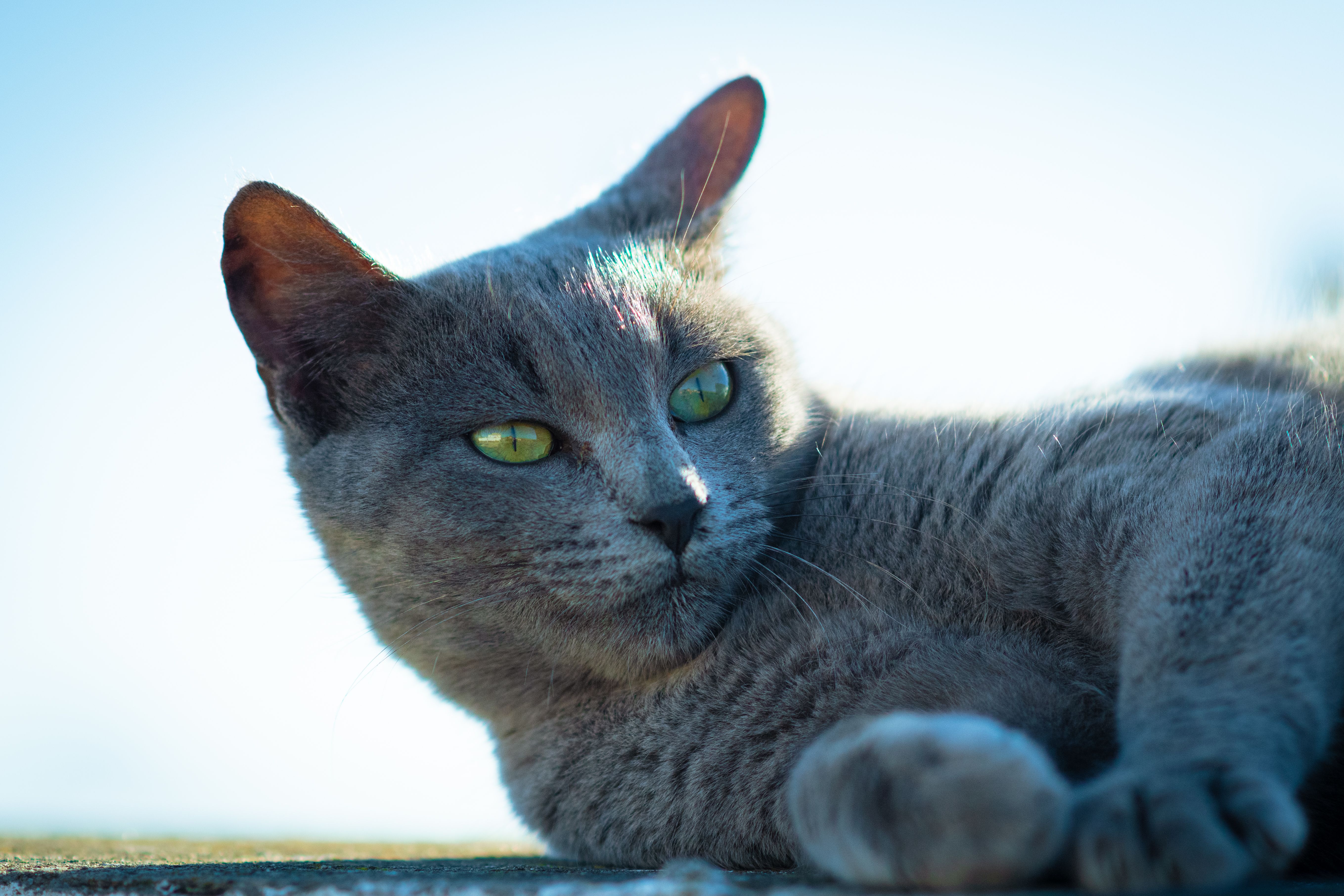 Gray Cat Relaxing Outdoors in Sunlight · Free Stock Photo