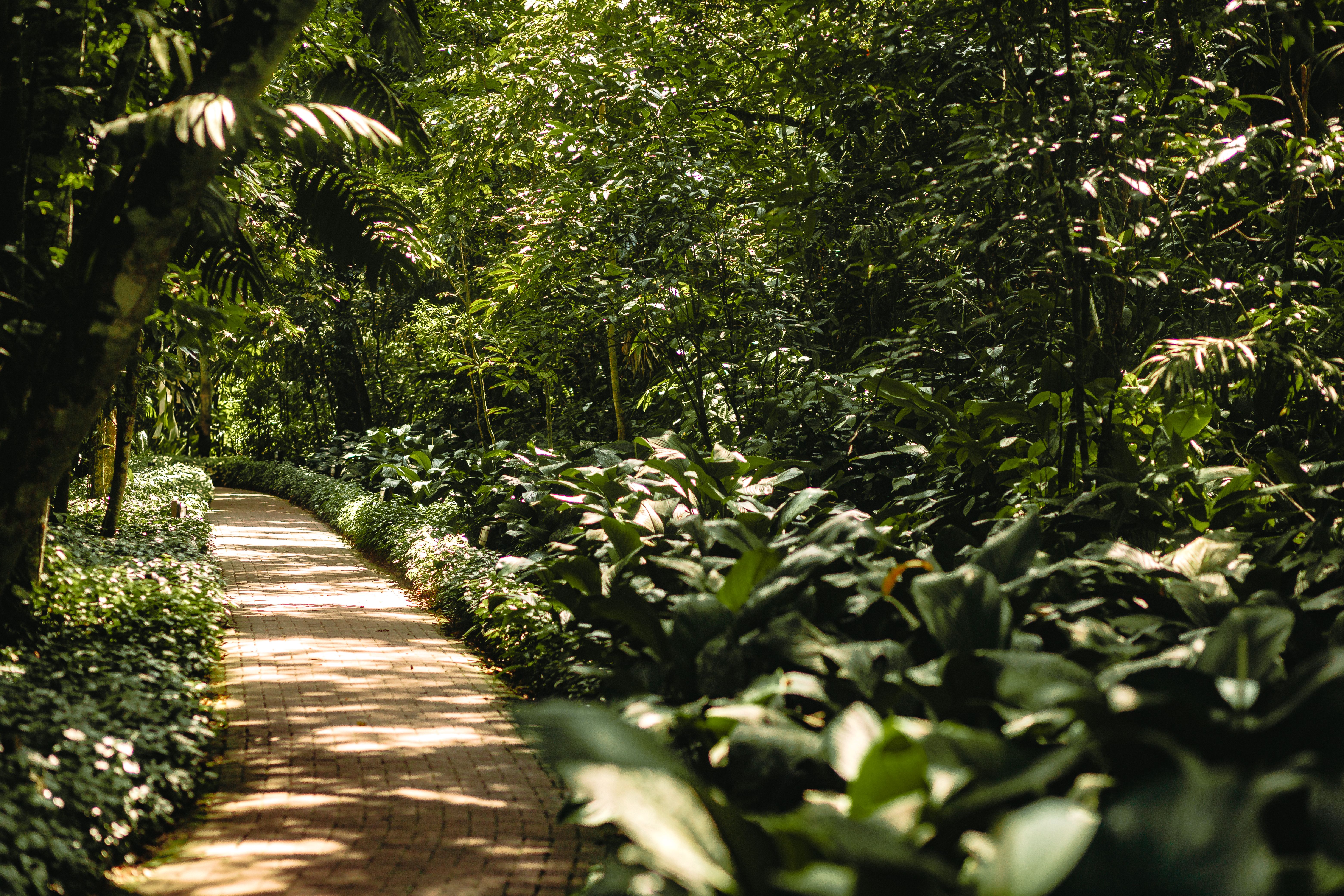 Photo Of Pathway Beside Trees · Free Stock Photo