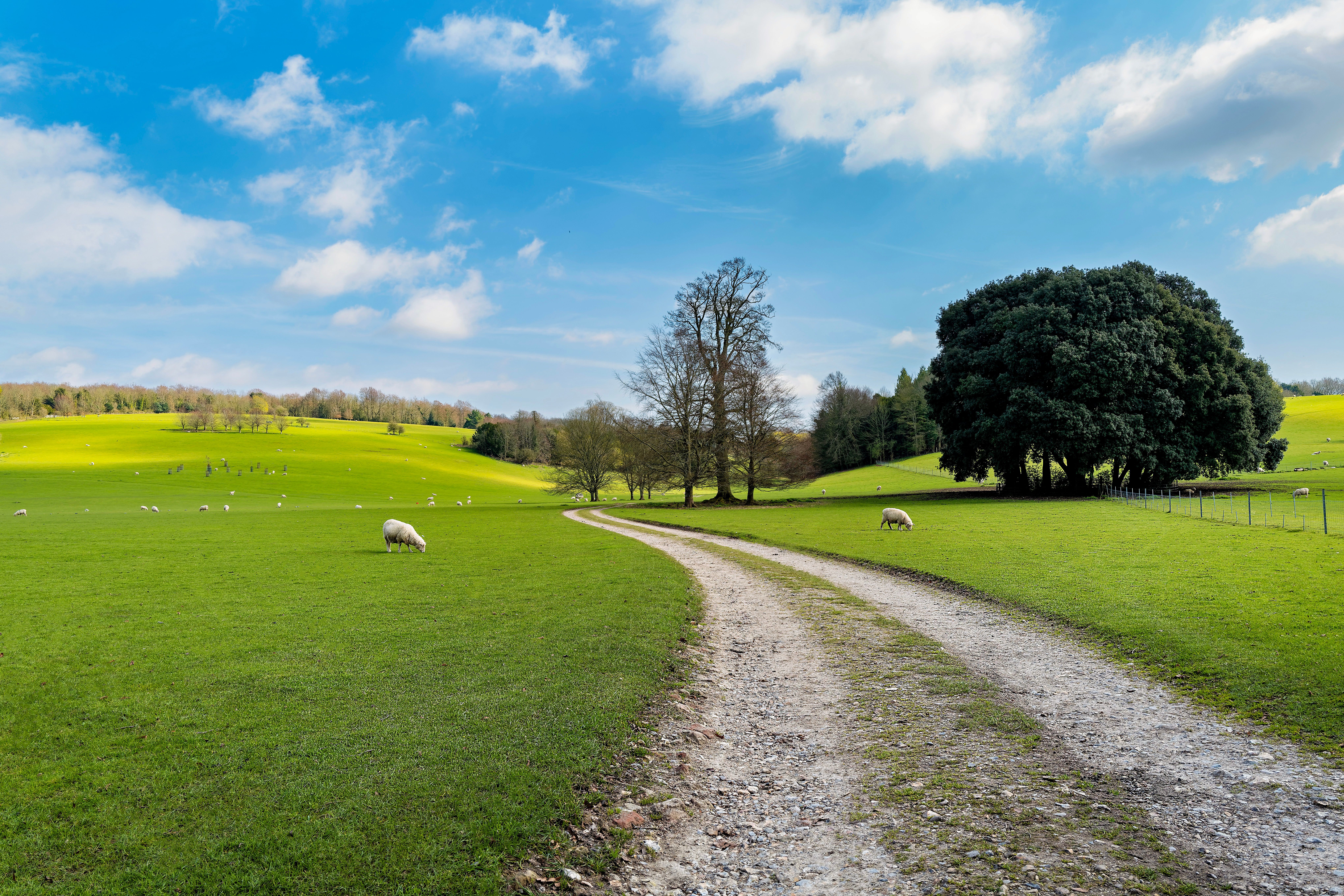 Idyllic Countryside Path with Grazing Sheep · Free Stock Photo
