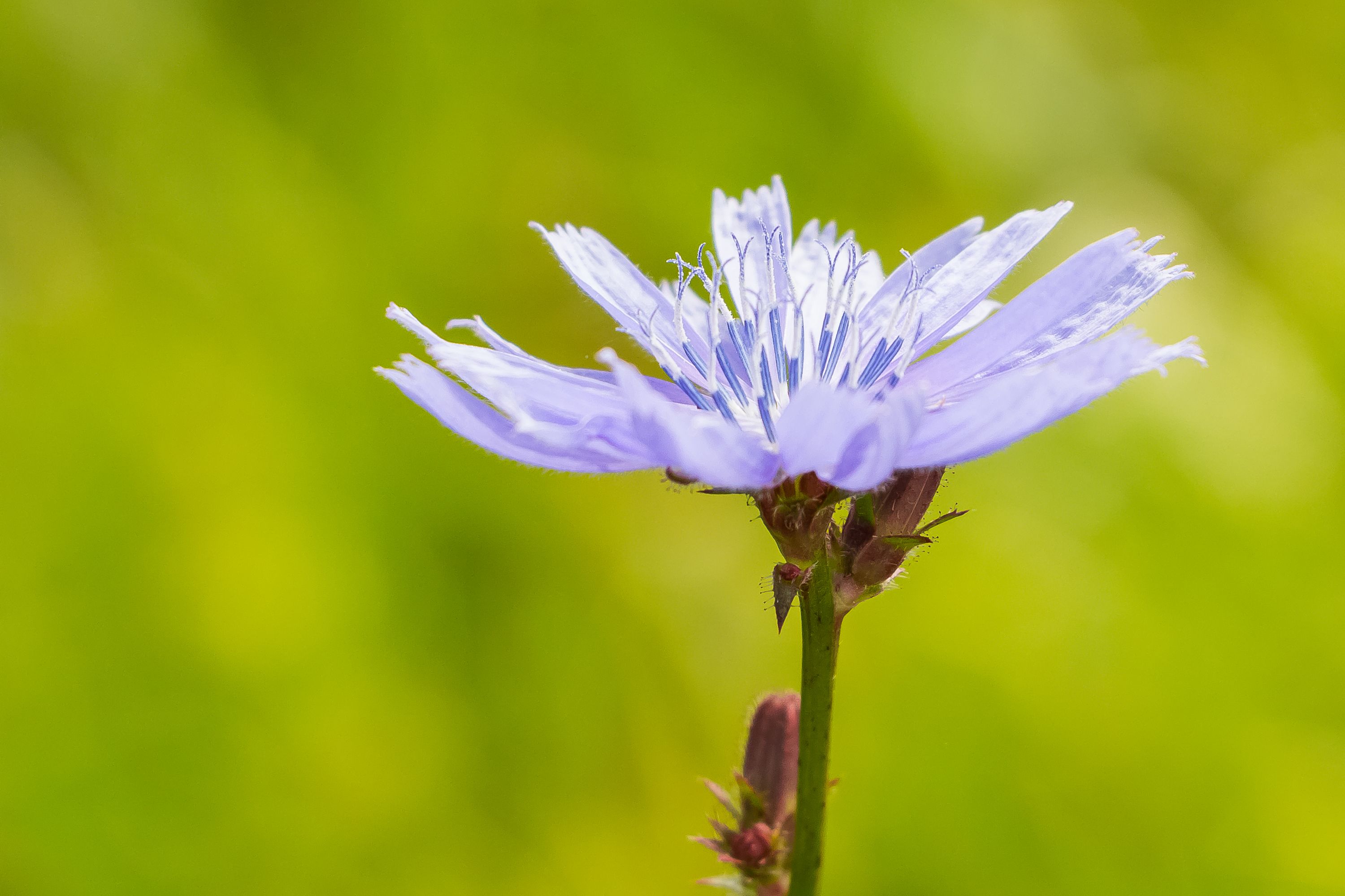 Blue Gomies Photos, Download The BEST Free Blue Gomies Stock Photos ...